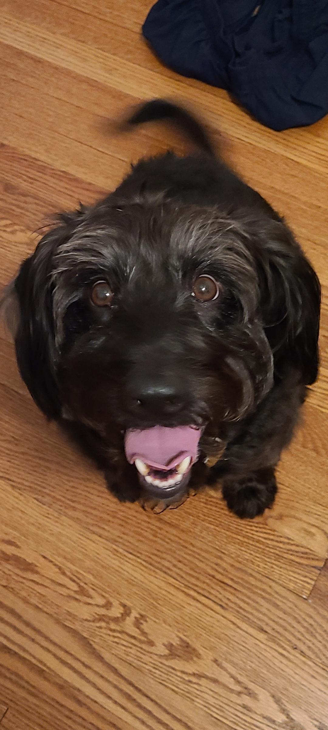 Happy 7th Birthday Rocky roo! | Scrolller