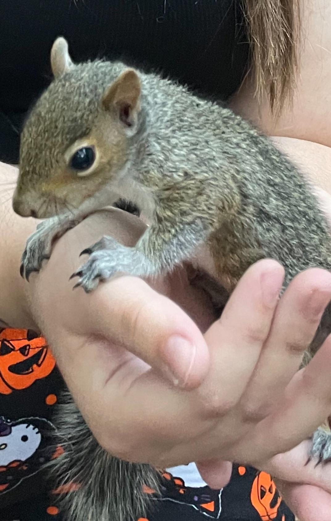 Baby Squirrel | Scrolller