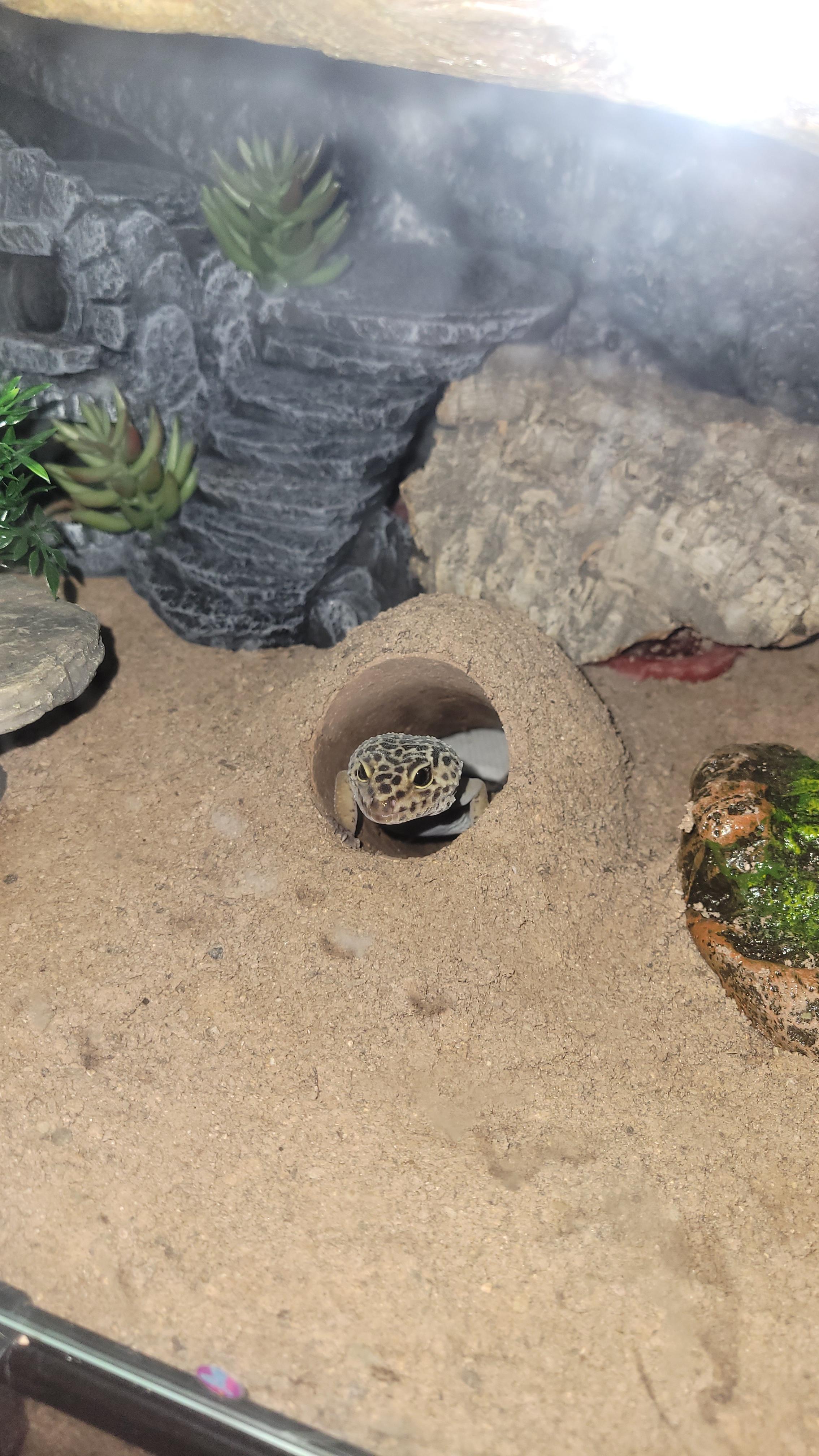 Topaz is loving the burrow I made | Scrolller