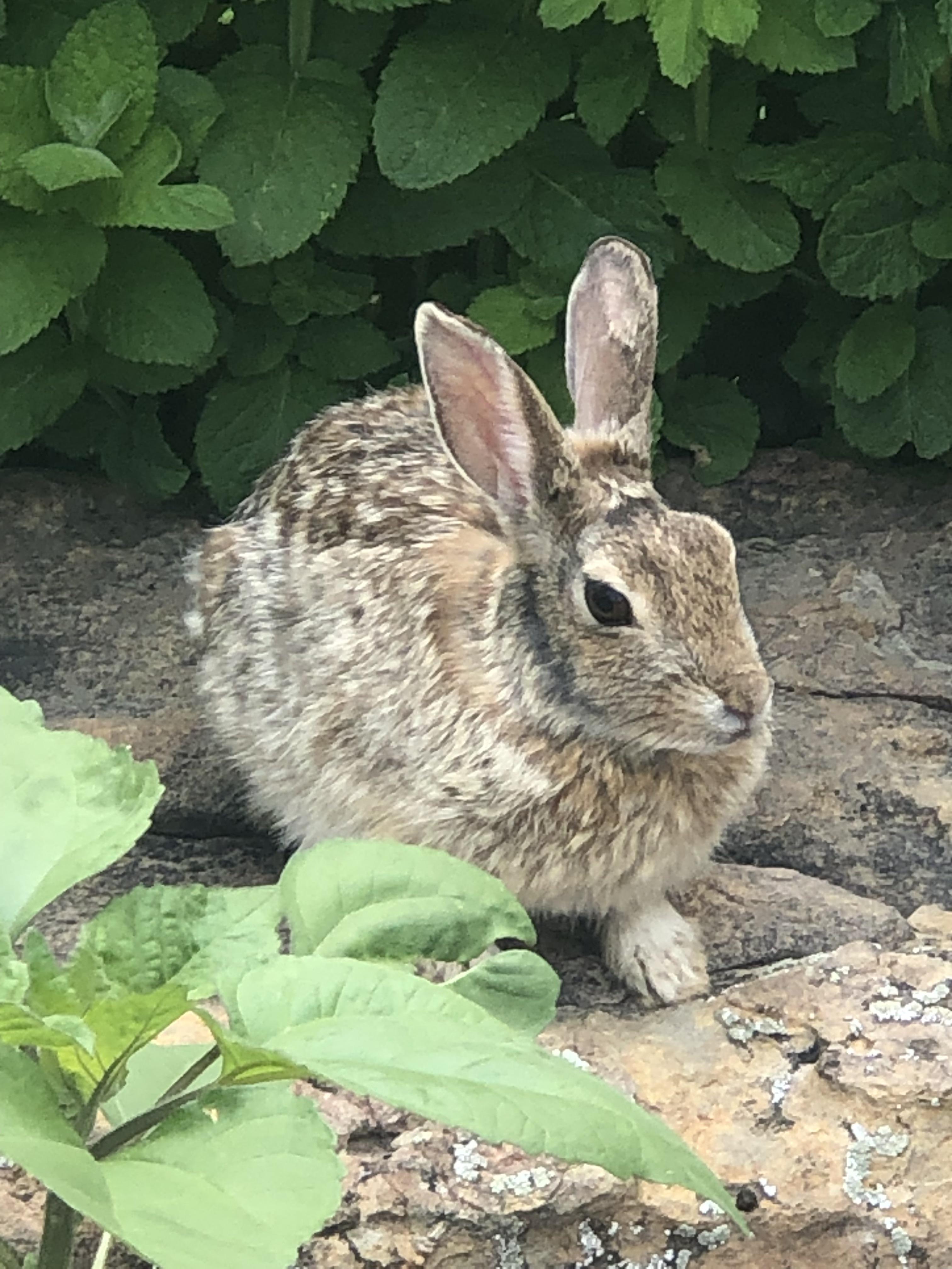 Close up shots of wild rabbits | Scrolller