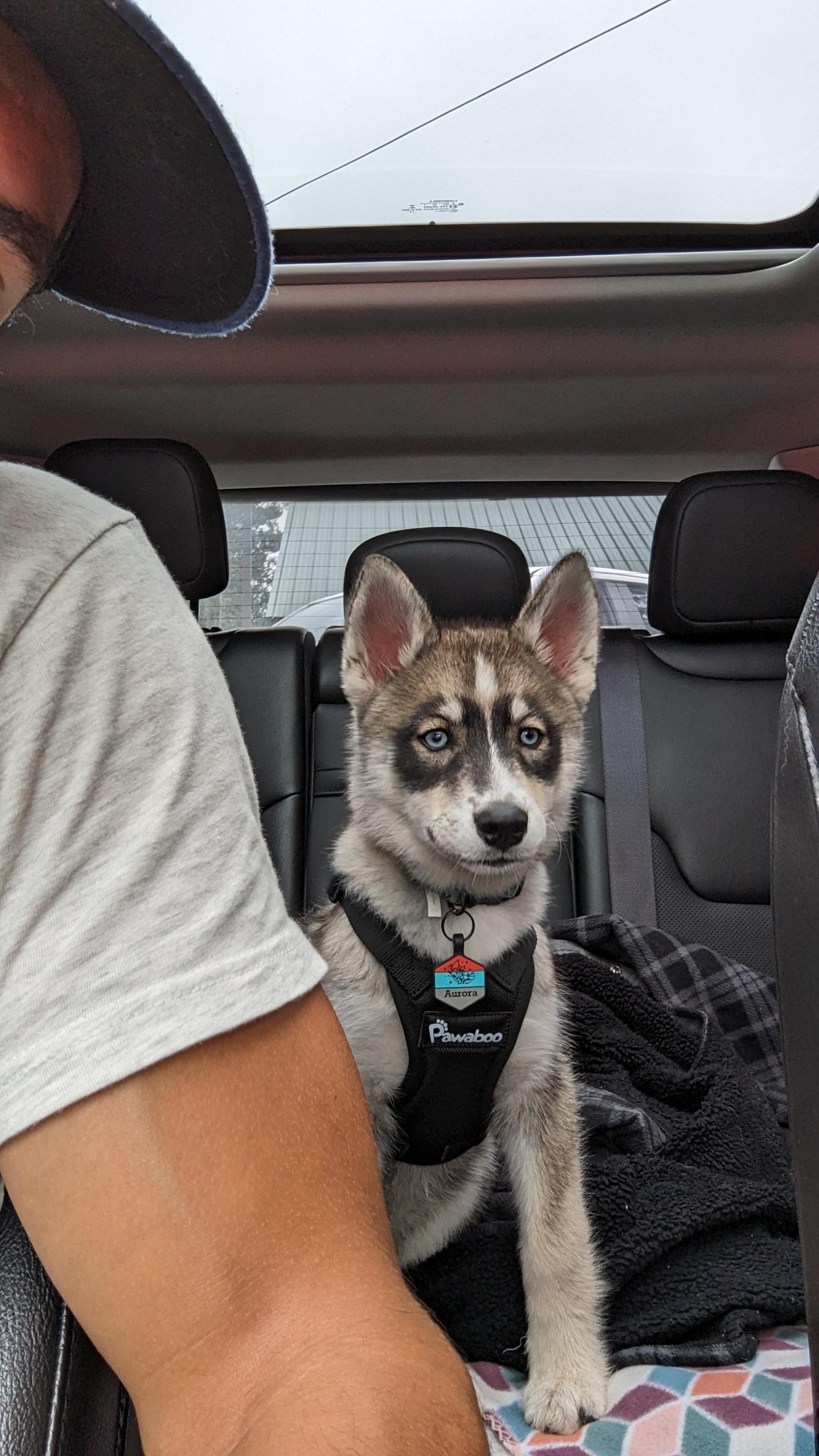 Our first Husky | Scrolller
