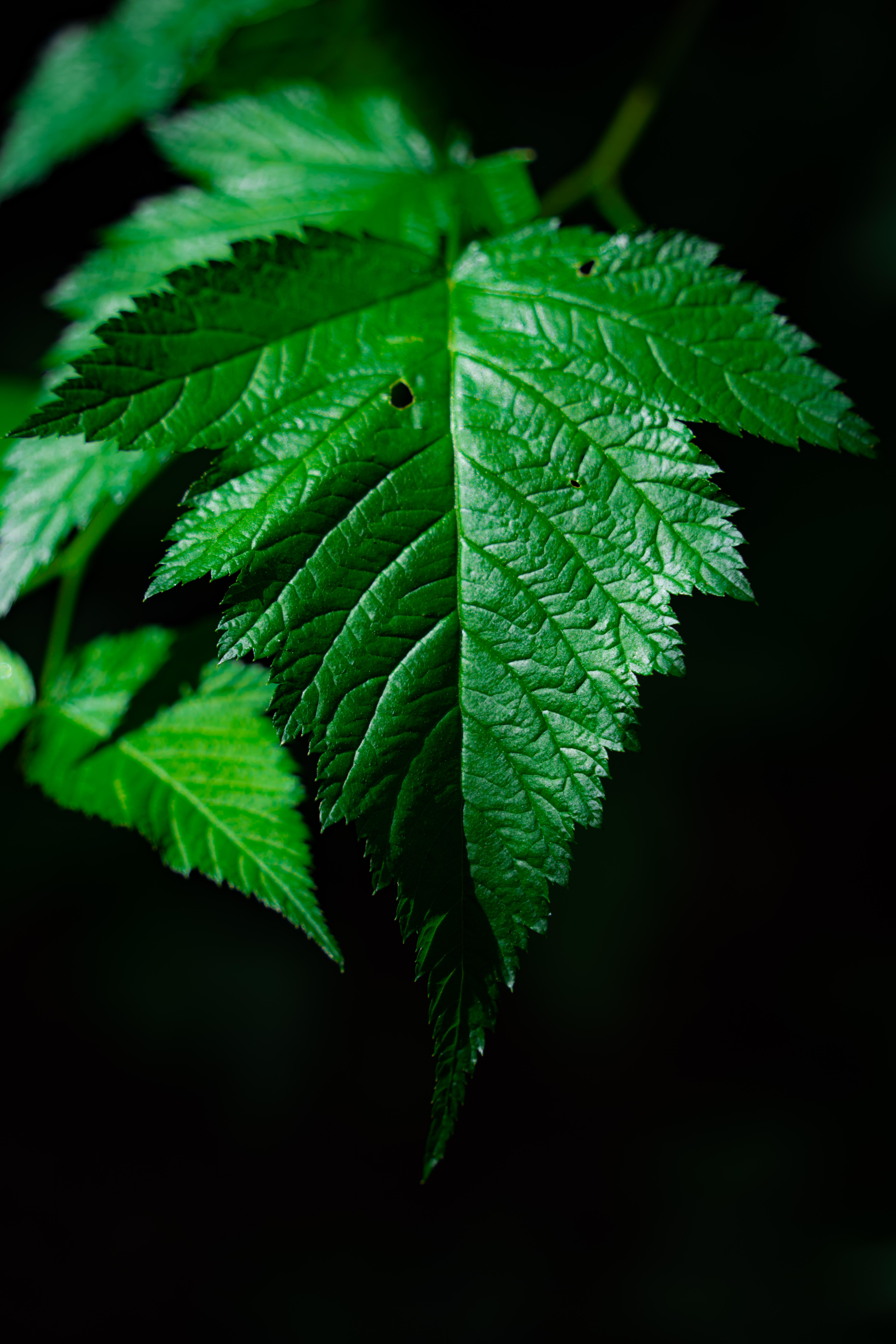 Lacamas Lake, WA | Scrolller