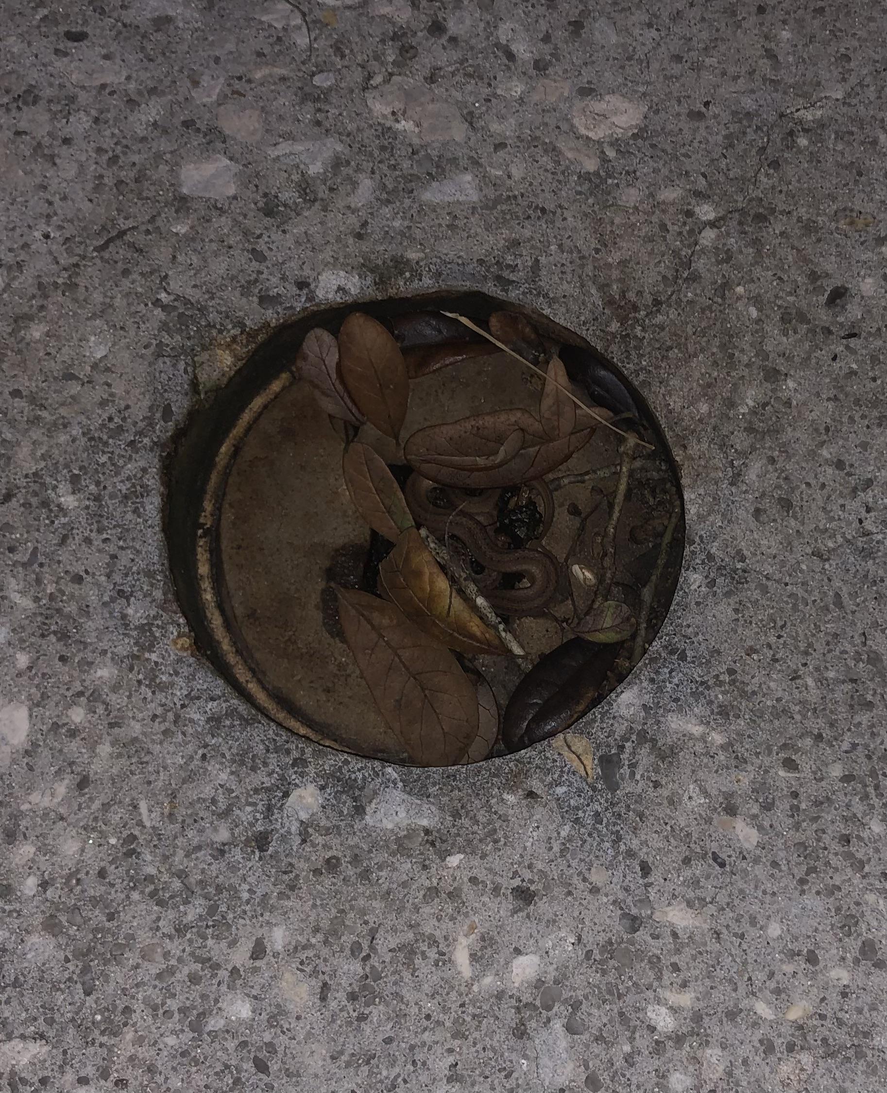 Help identifying snake | Scrolller