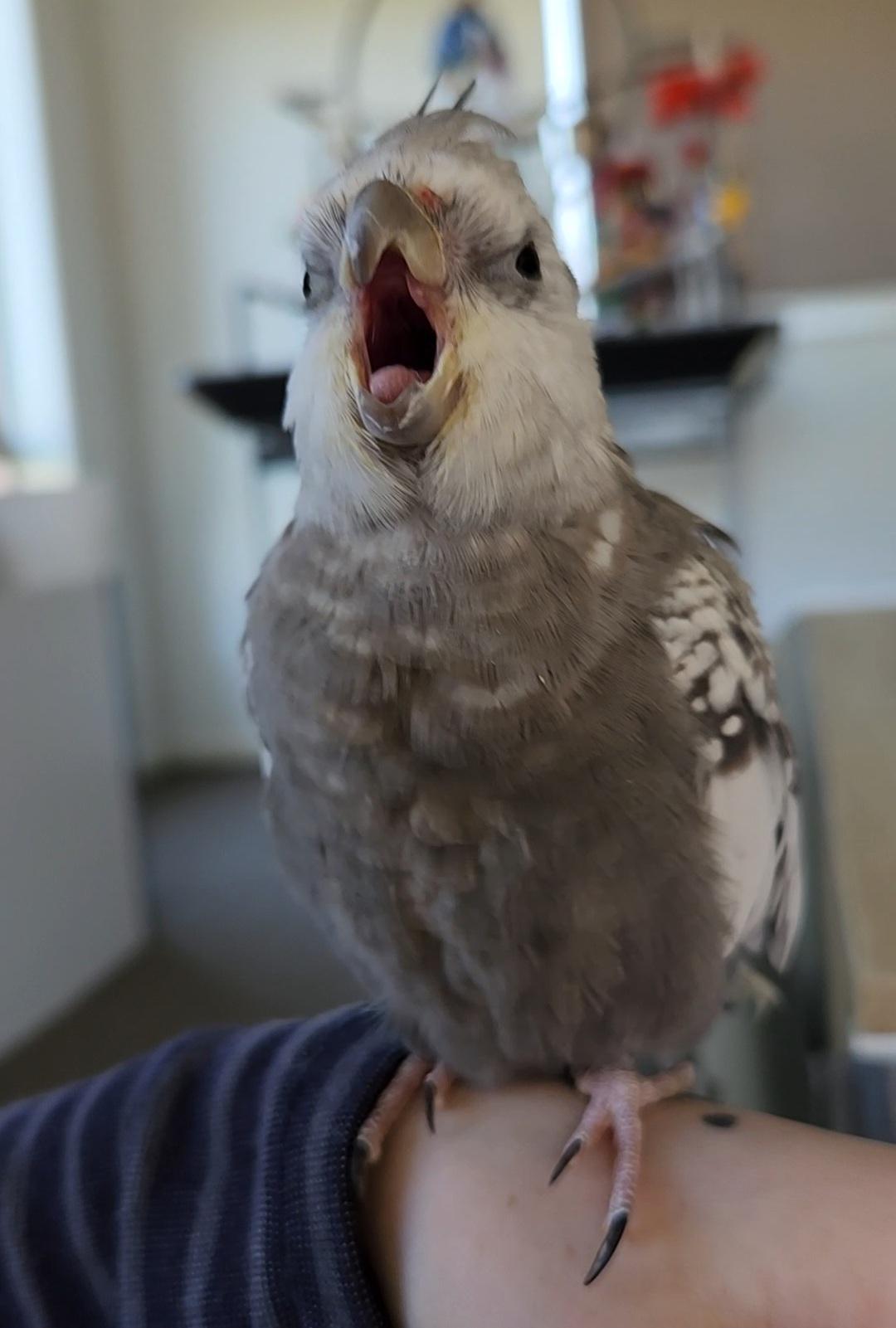 He has two (2) forms | Scrolller