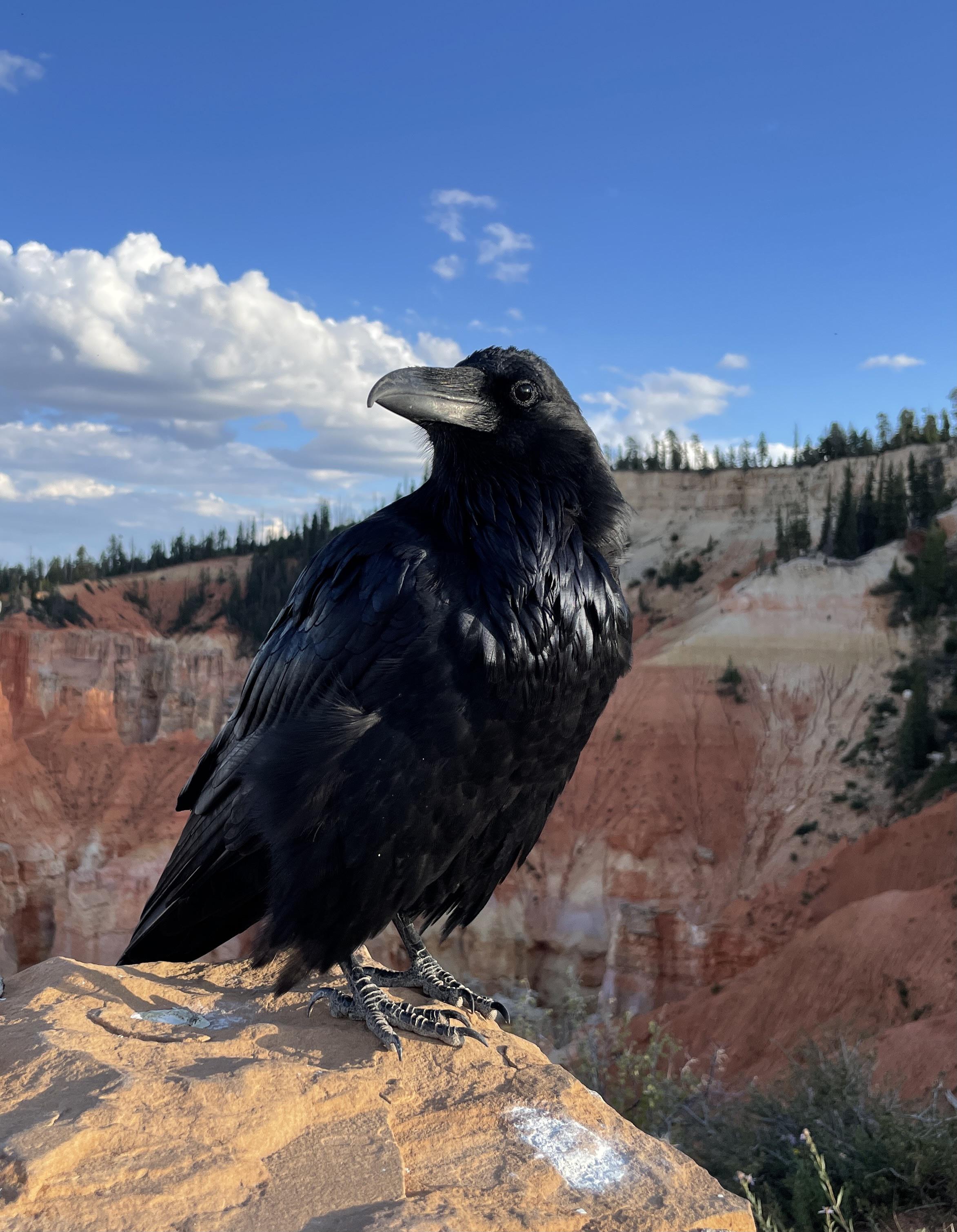 Bryce Canyon Raven | Scrolller