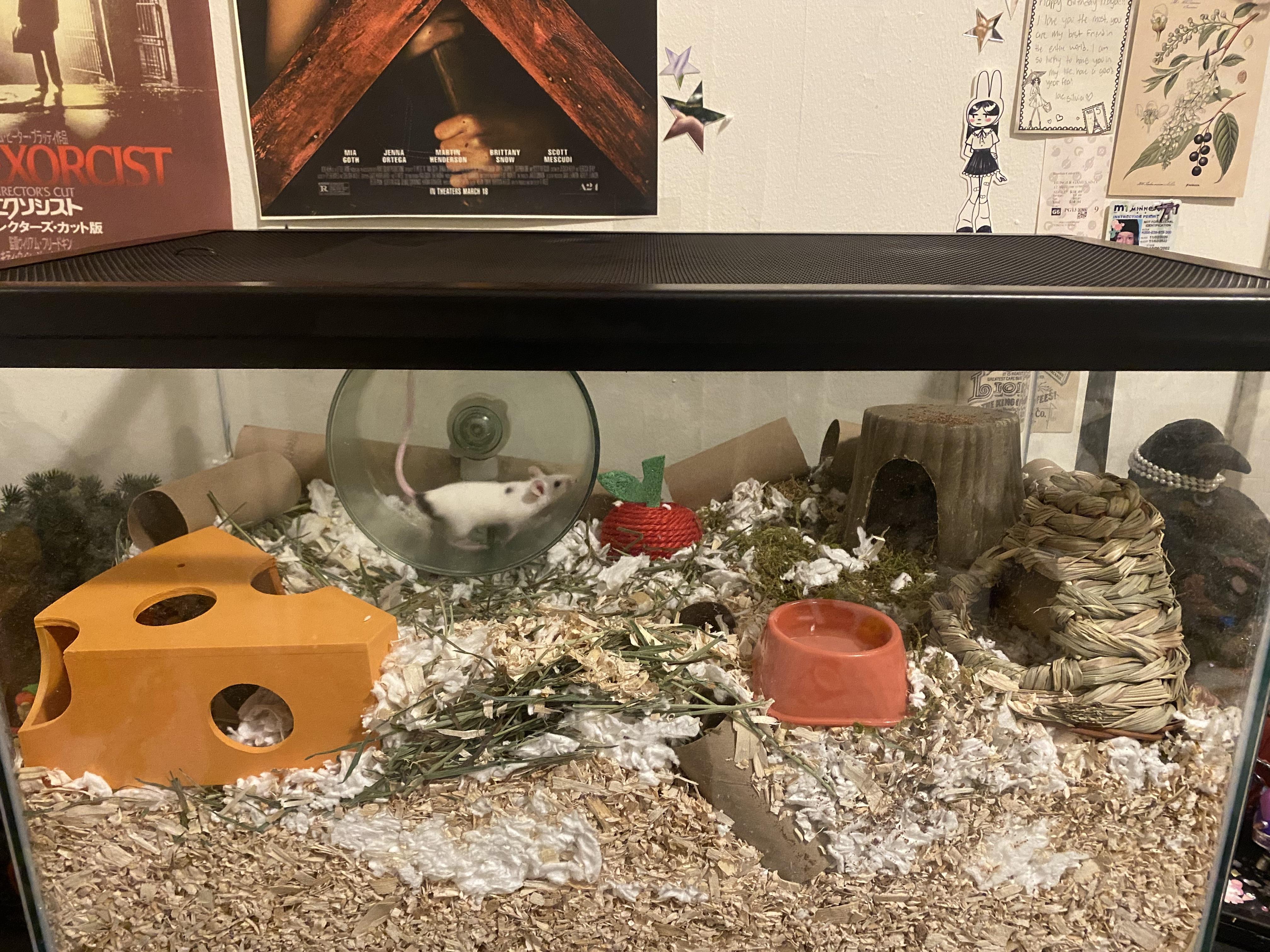 Tips on my set up? How can I improve? | Scrolller