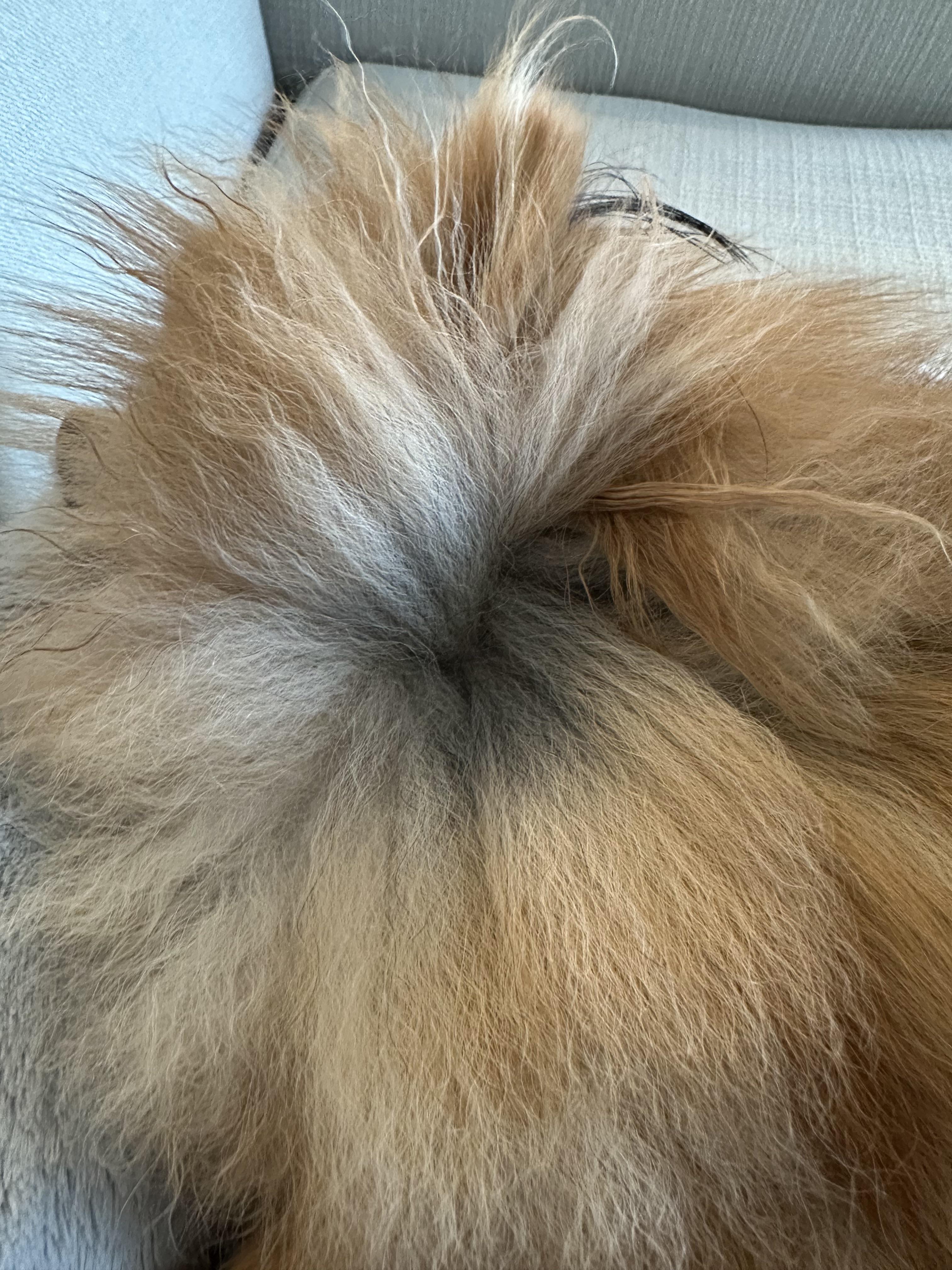 Poms hair turning black | Scrolller