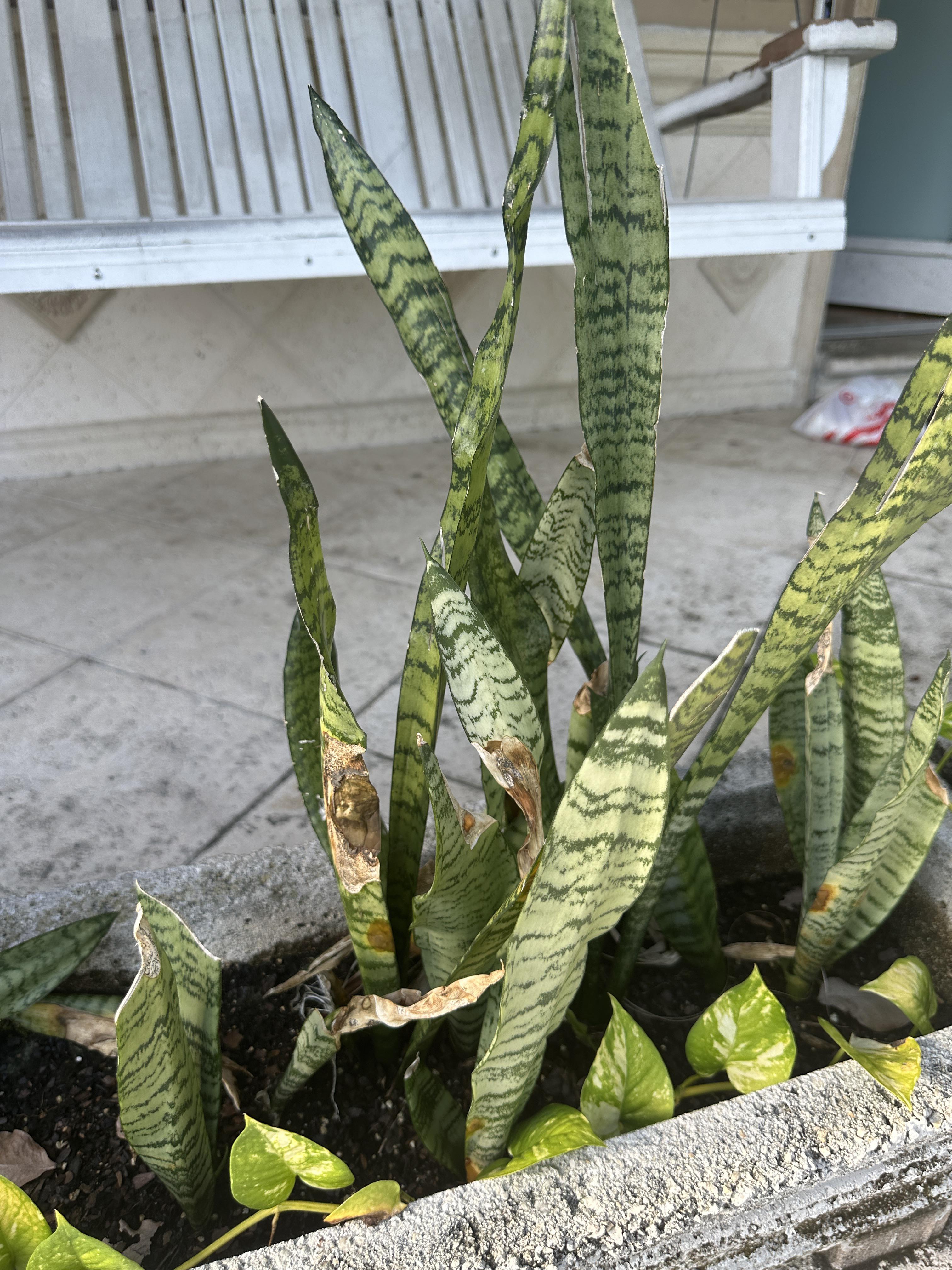 What’s wrong with my plants? | Scrolller