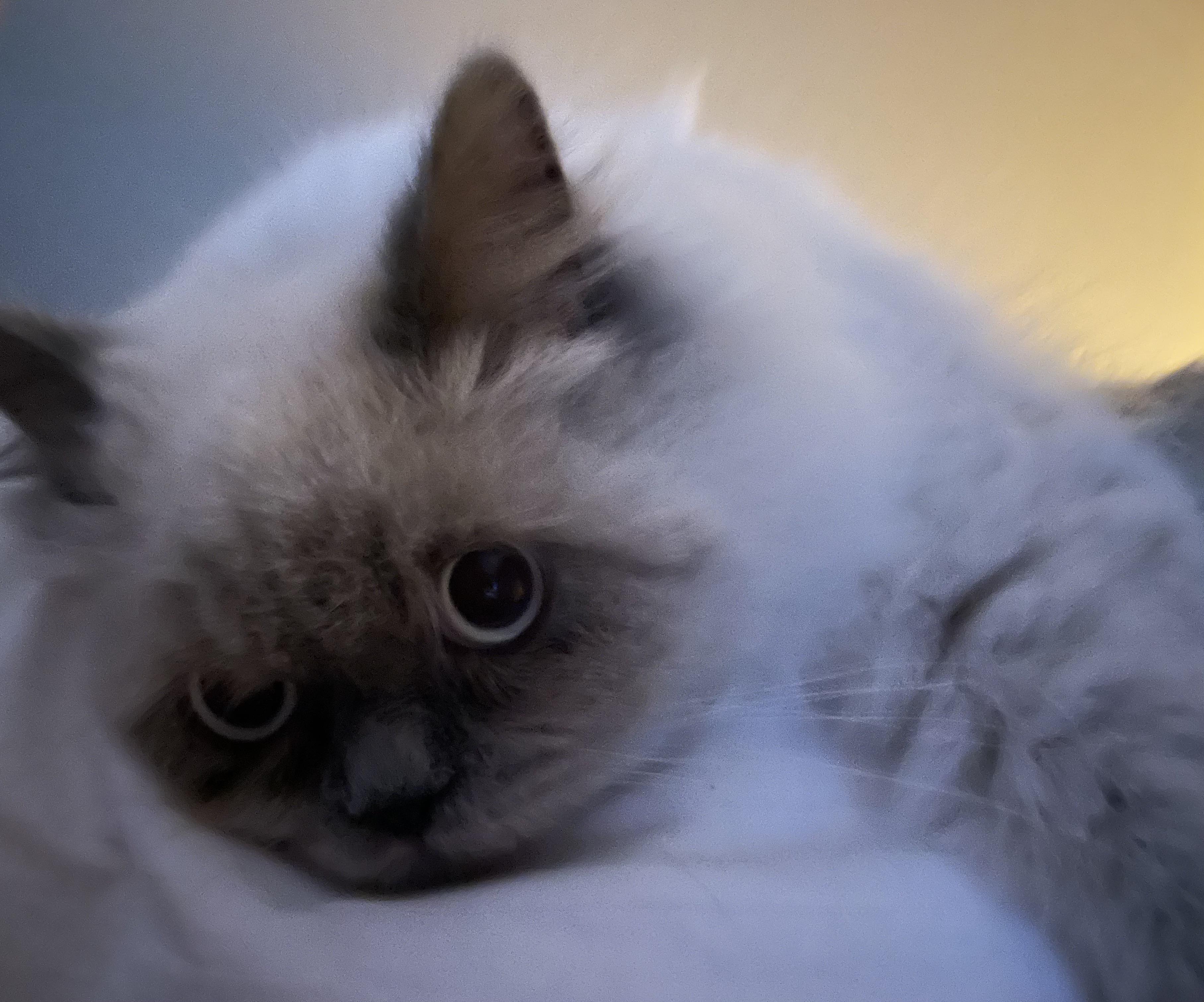 Pillow Floof | Scrolller