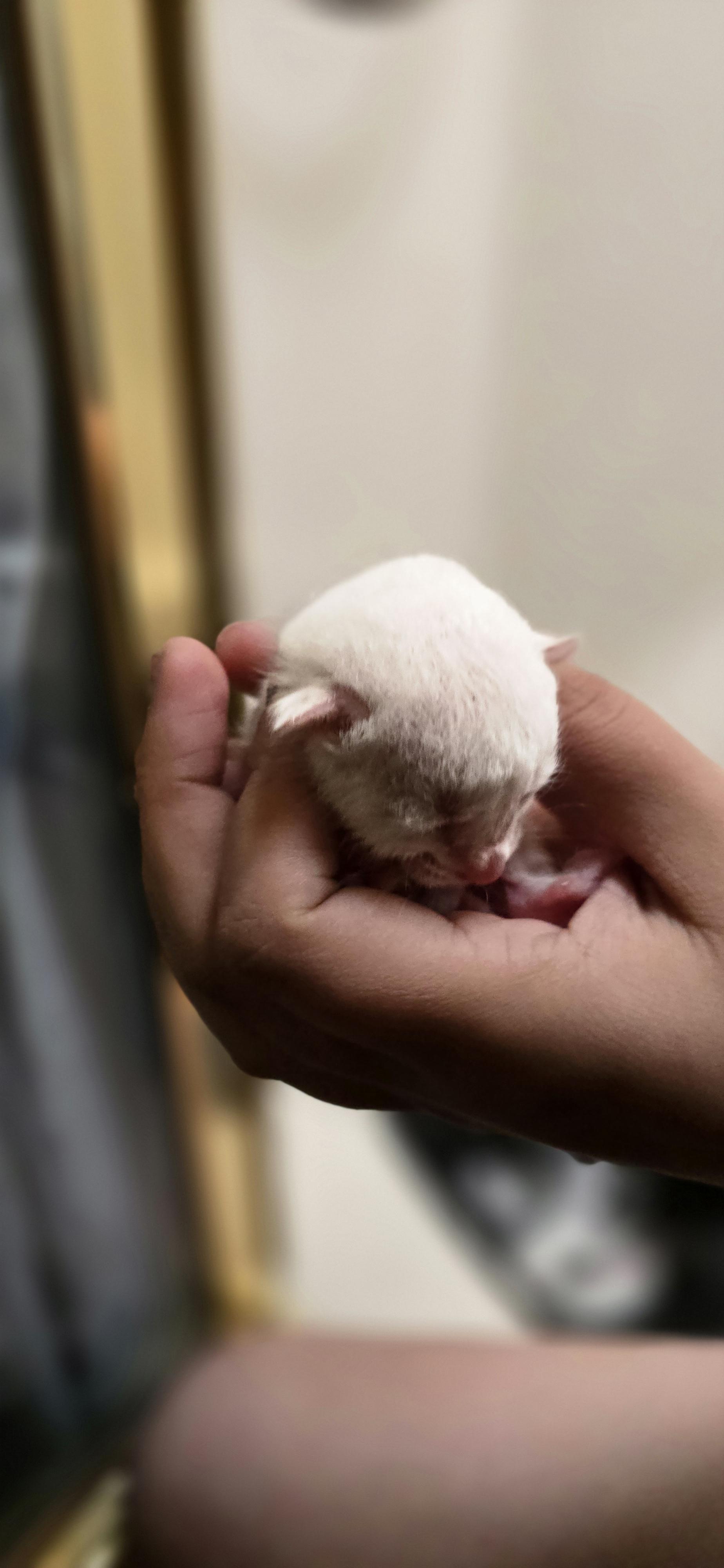 Week old kitten with skin bumps and now has other issues | Scrolller