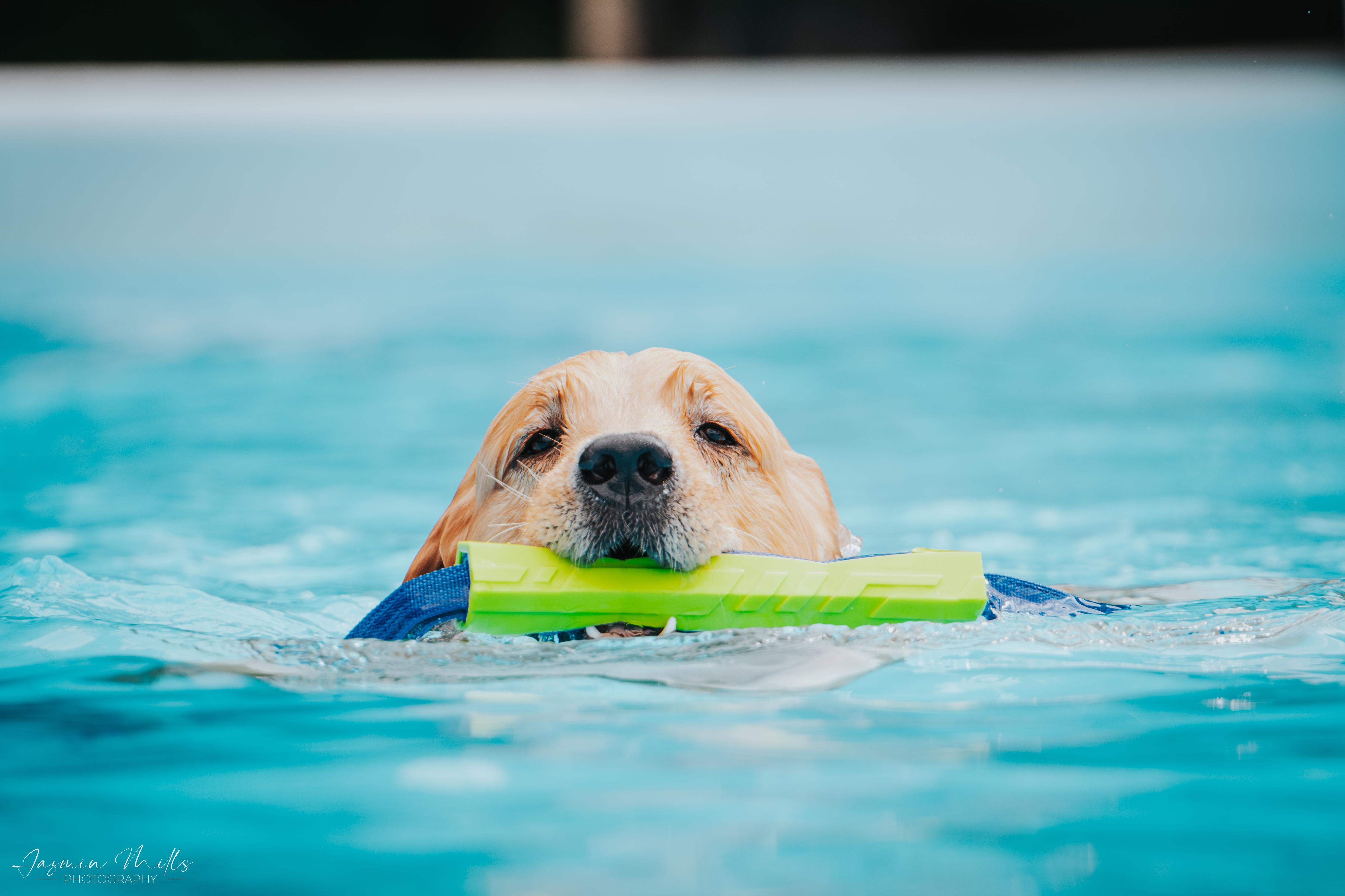 Pictures from Gozer's First Dock Diving Competition | Scrolller