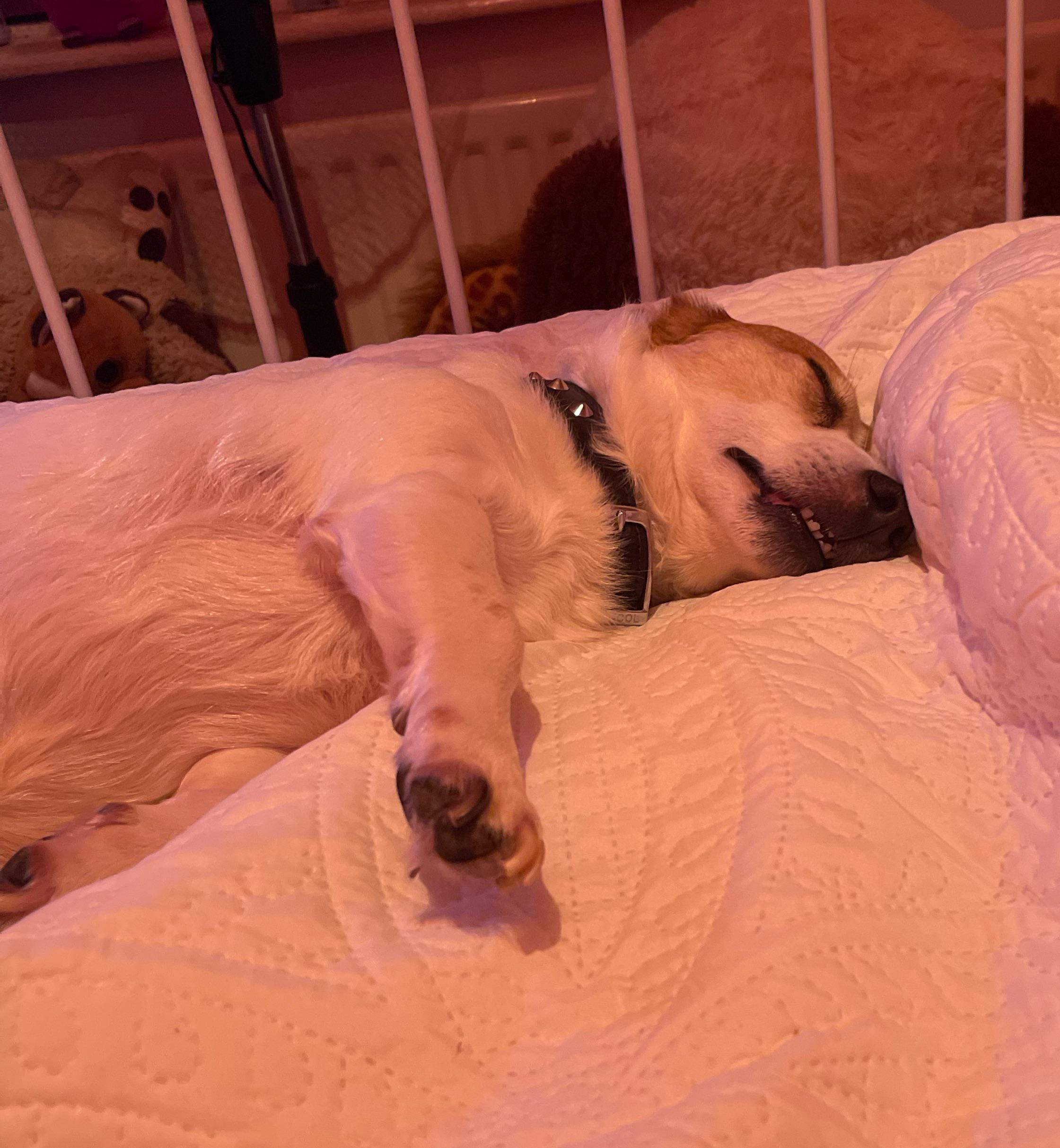 My dogs such a derpy sleeper never noticed until now lmao | Scrolller