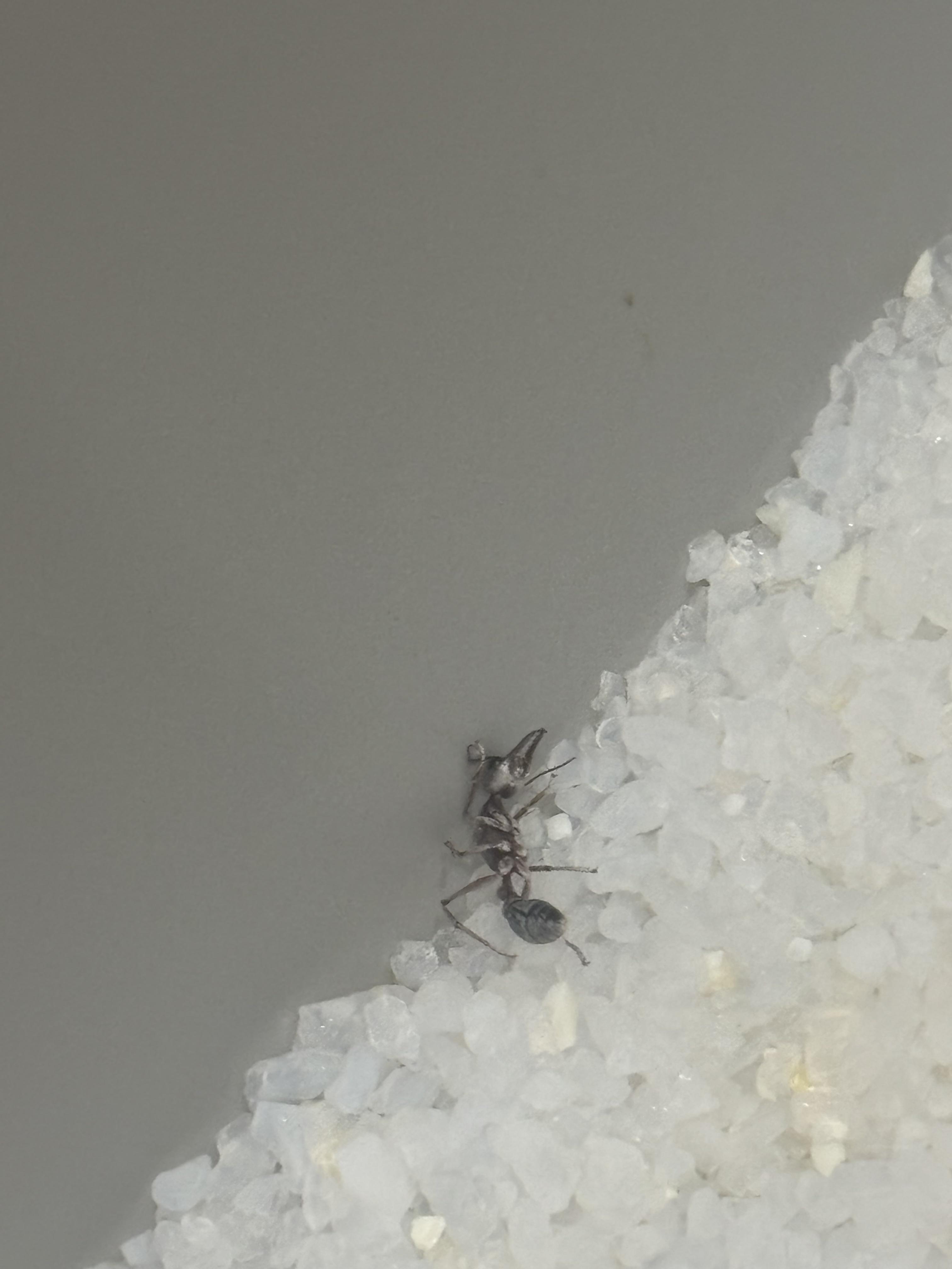 What is this ant? | Scrolller