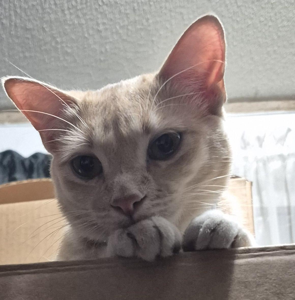 Can someone draw my siblings cats | Scrolller