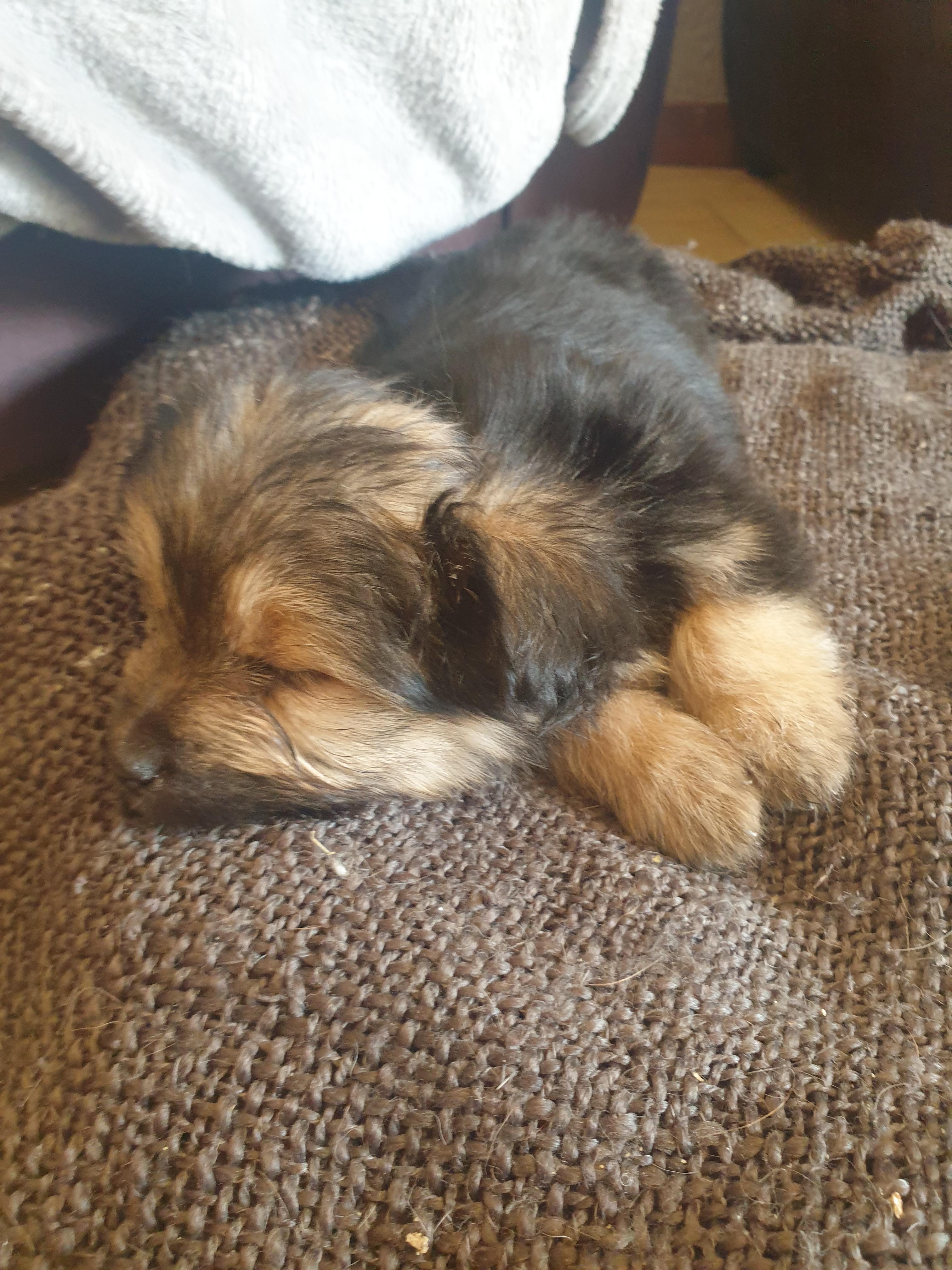 Meet Diesel | Scrolller