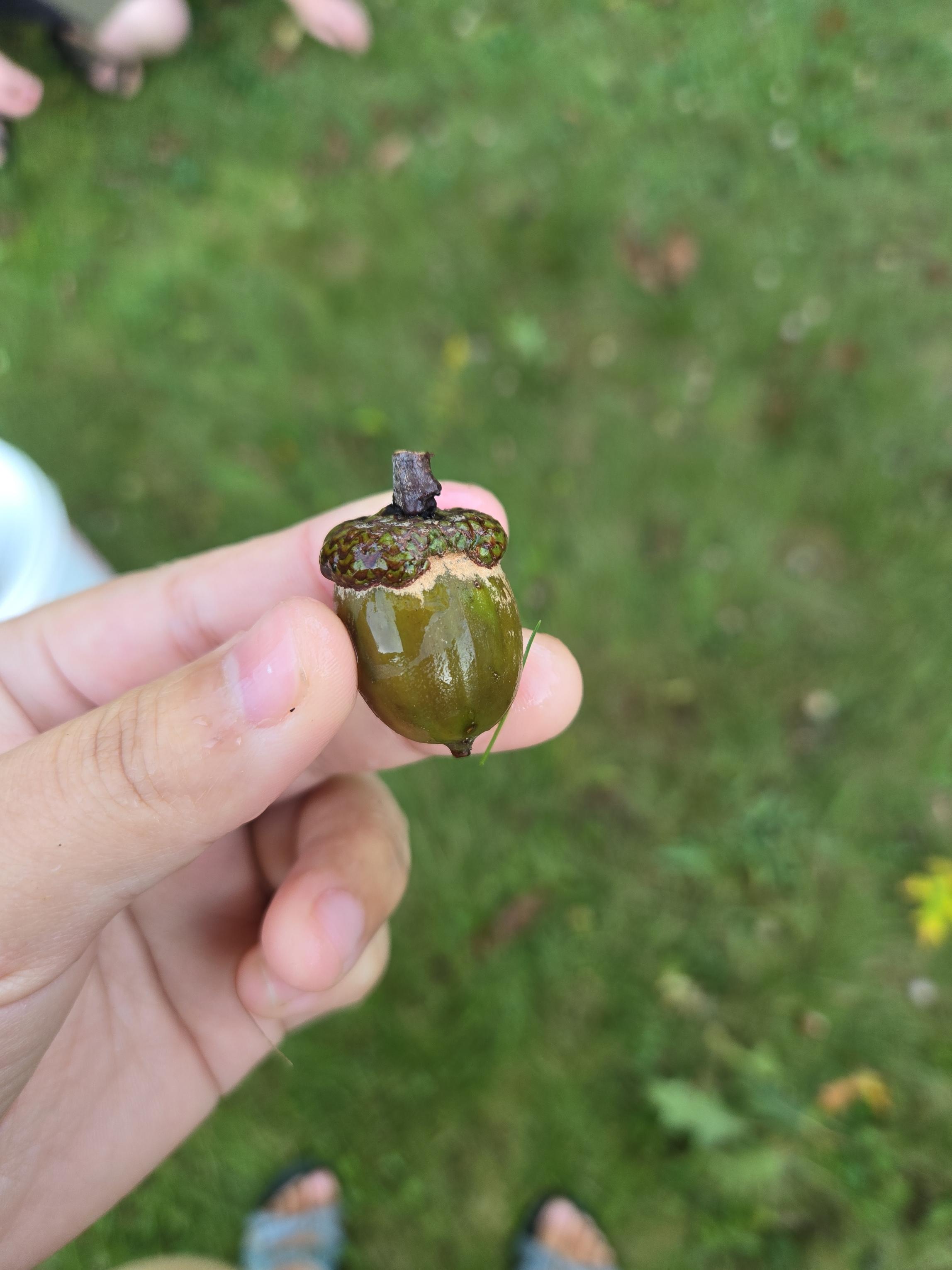 Kind of a long shot, but does anybody know what kind of oak tree this might be from? | Scrolller