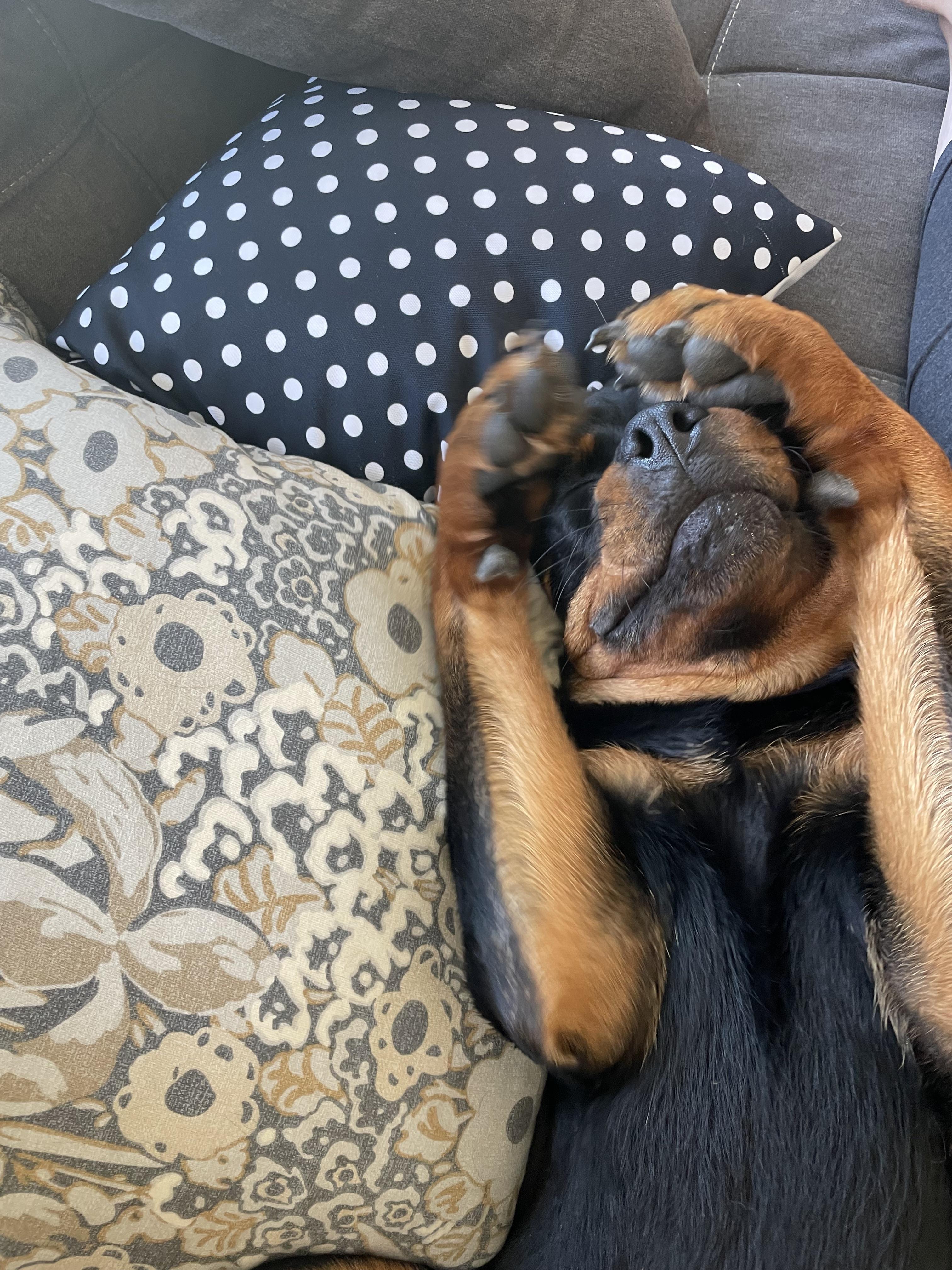 Derp Alert | Scrolller