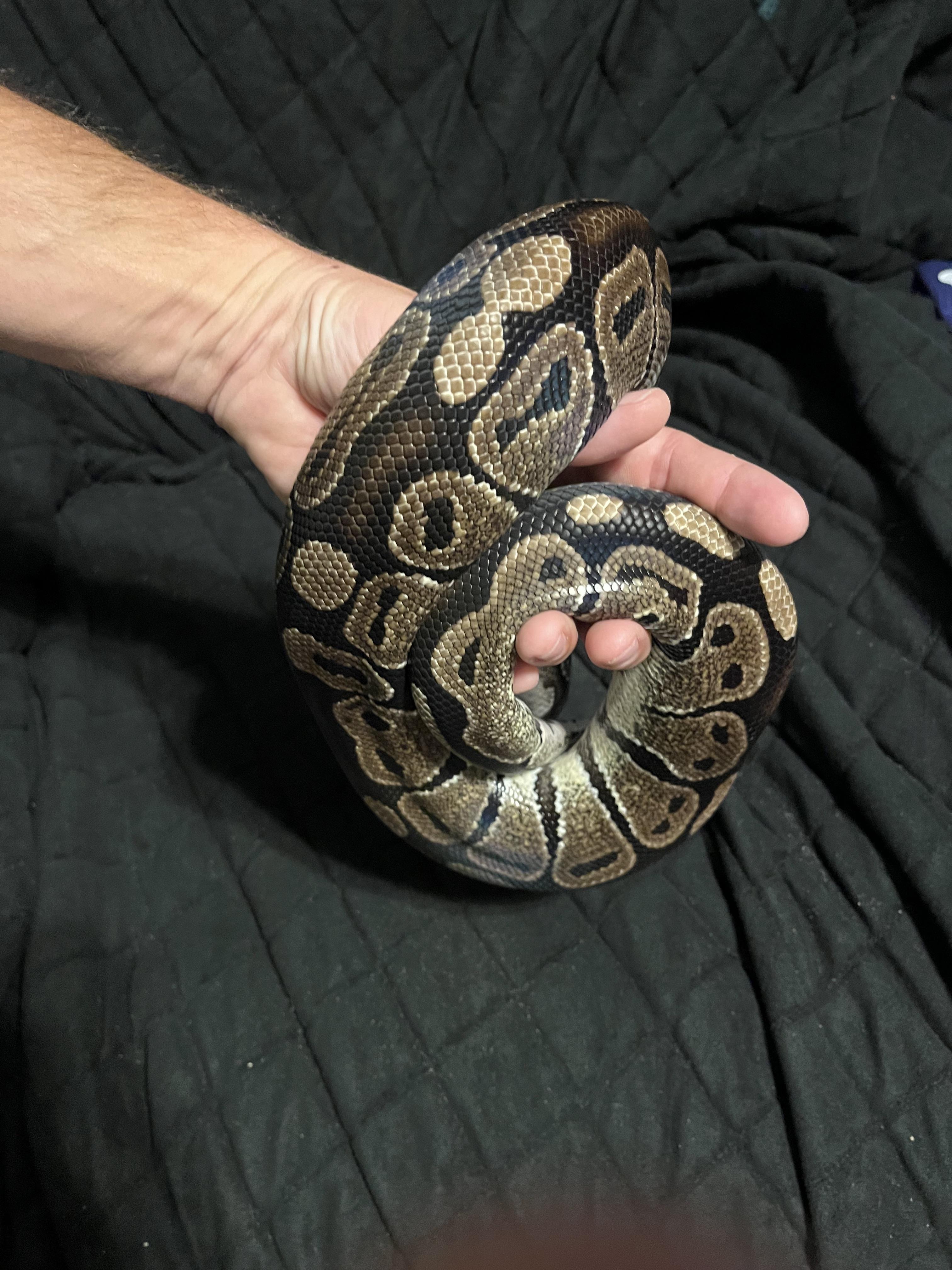 Fresh shed and shinning | Scrolller