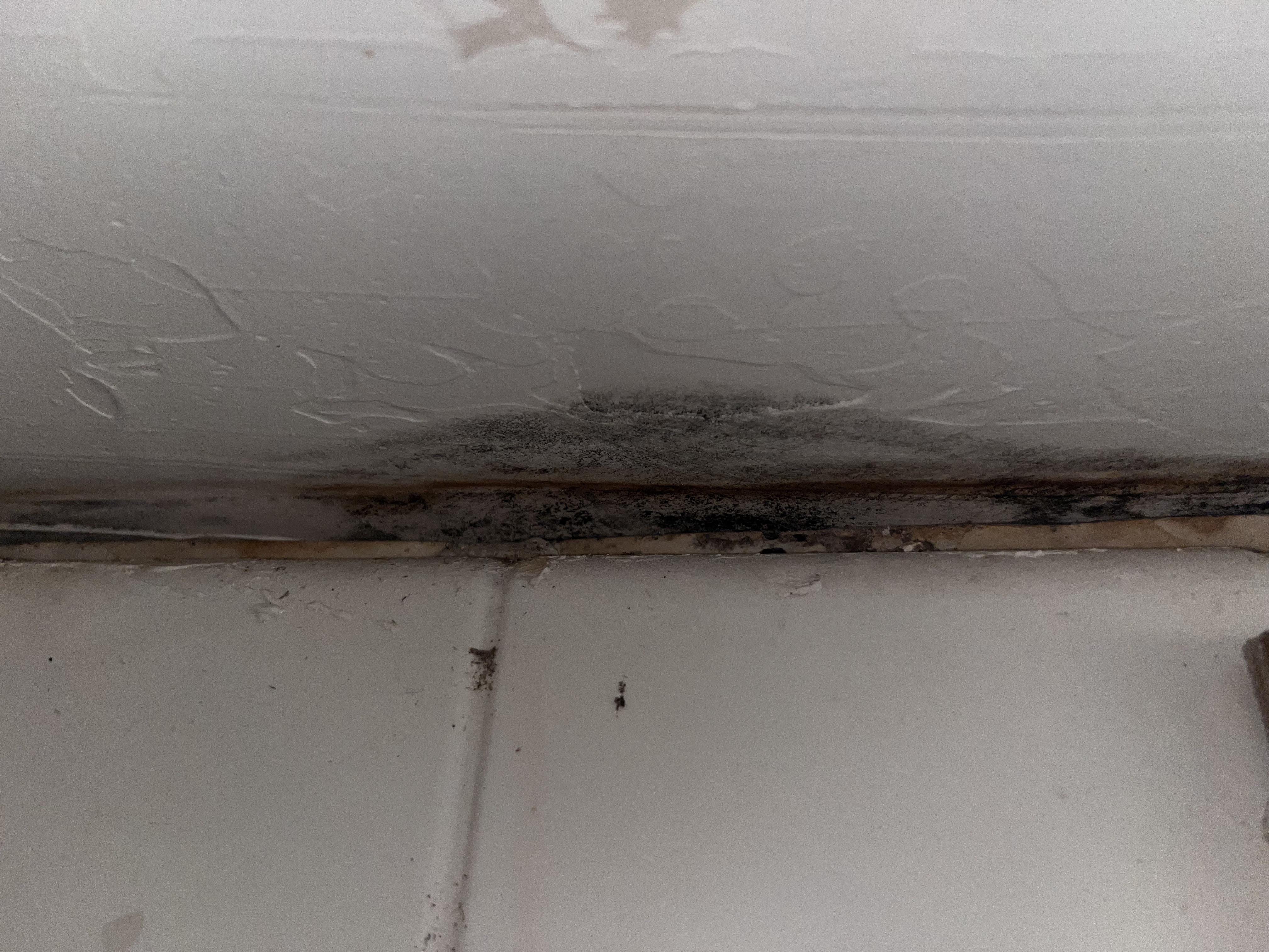 Mold in Home | Scrolller