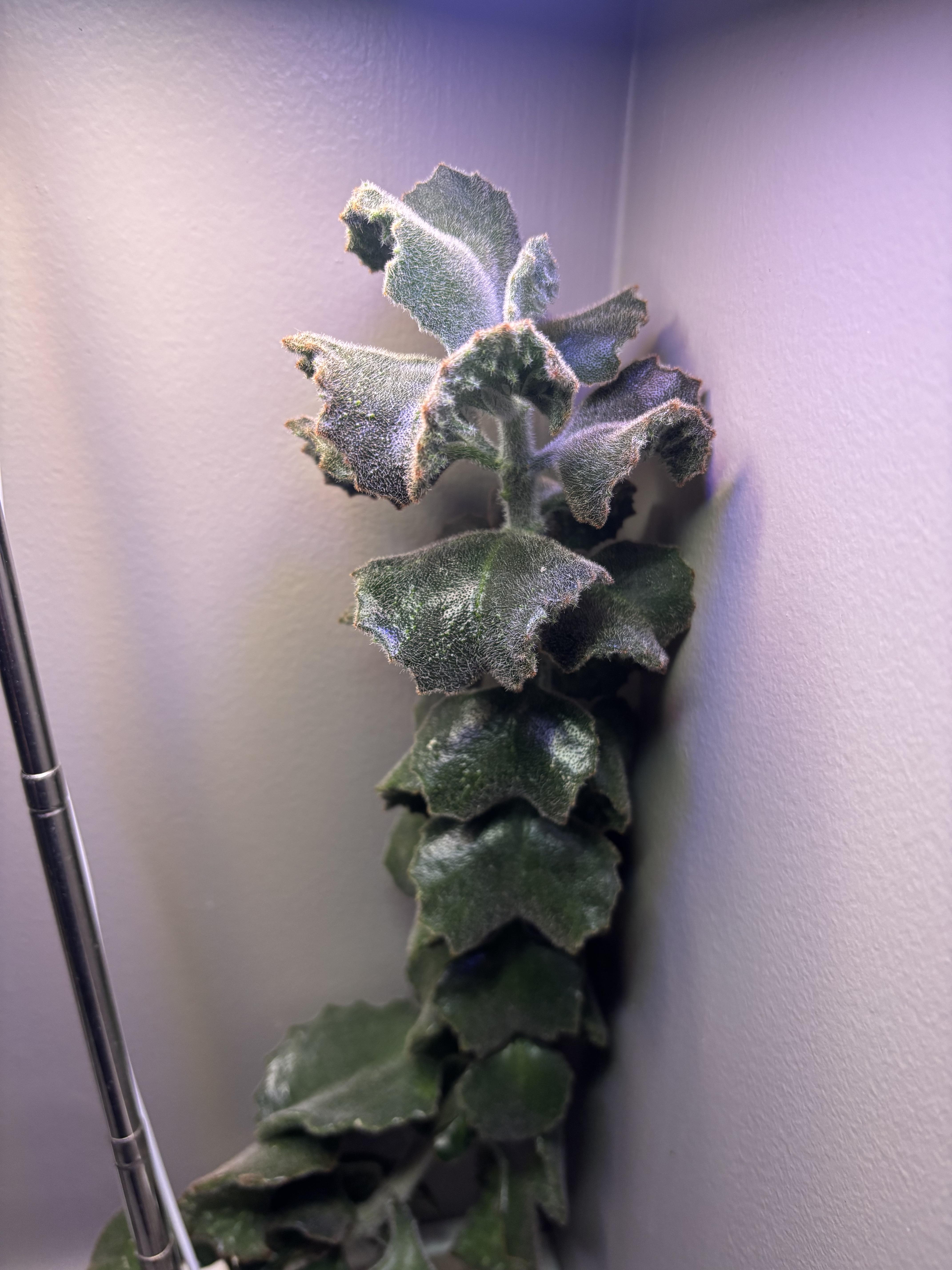 Need help identifying this plant/succulent? | Scrolller