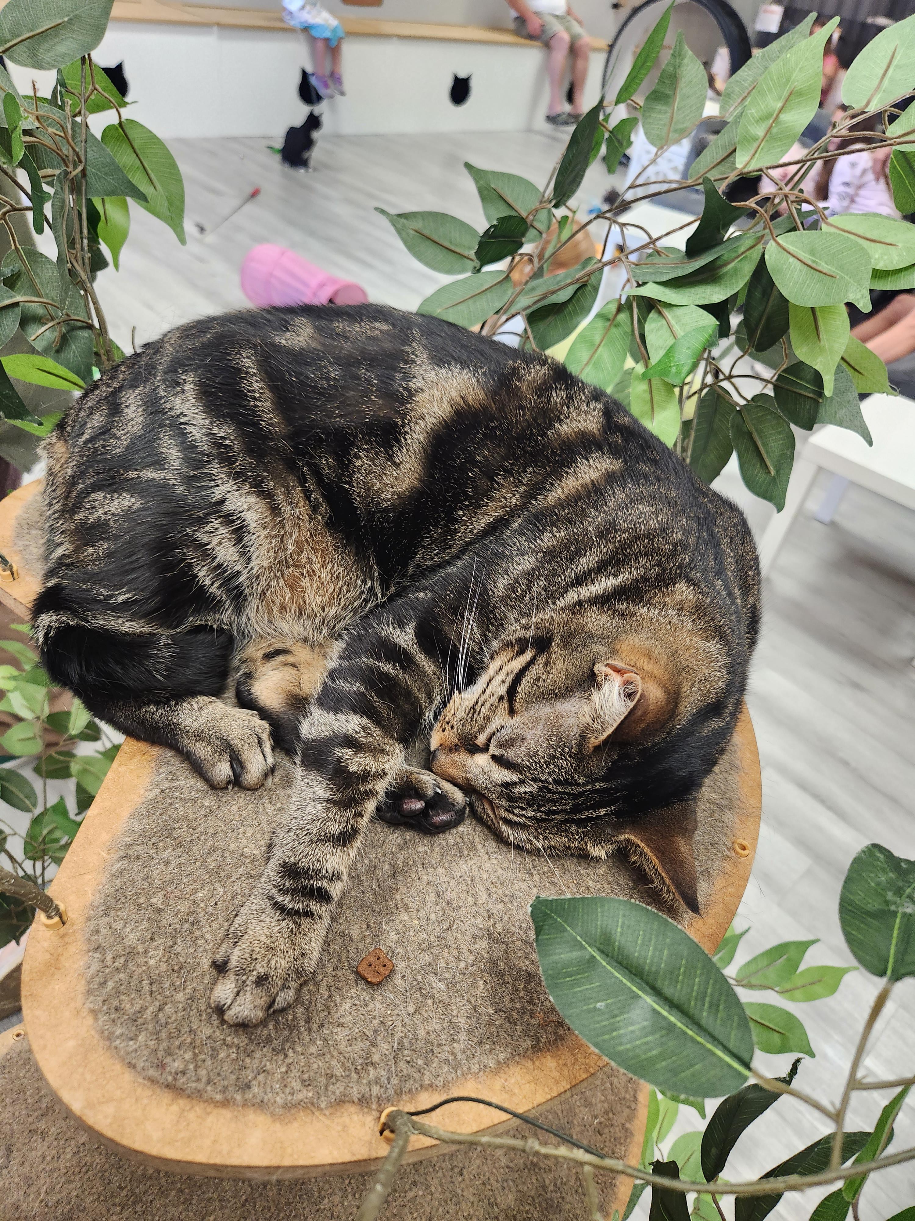 Chonker (oc) | Scrolller