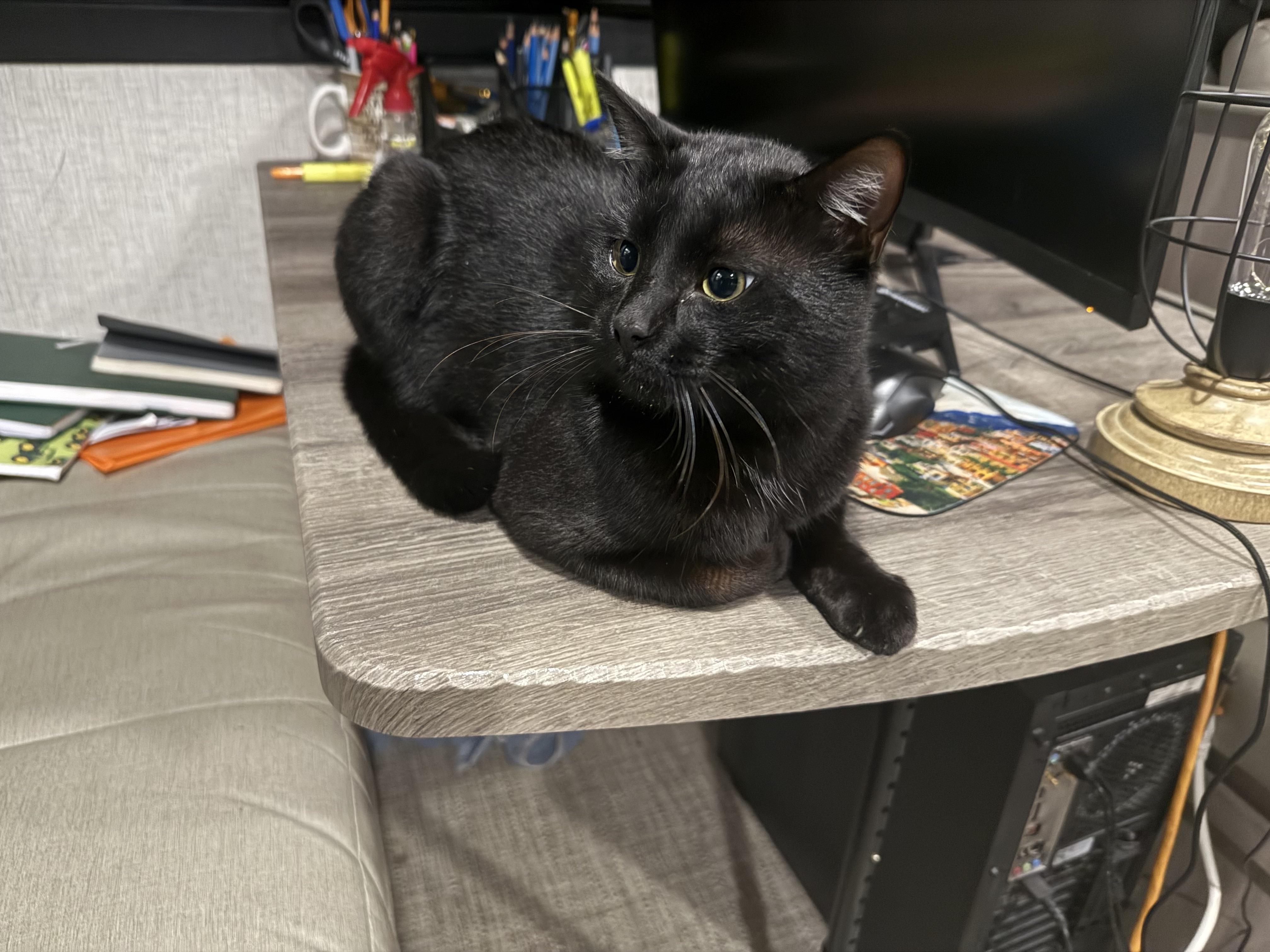 Discover more like VoidCats: My boy Smokey and Related Content | Scrolller