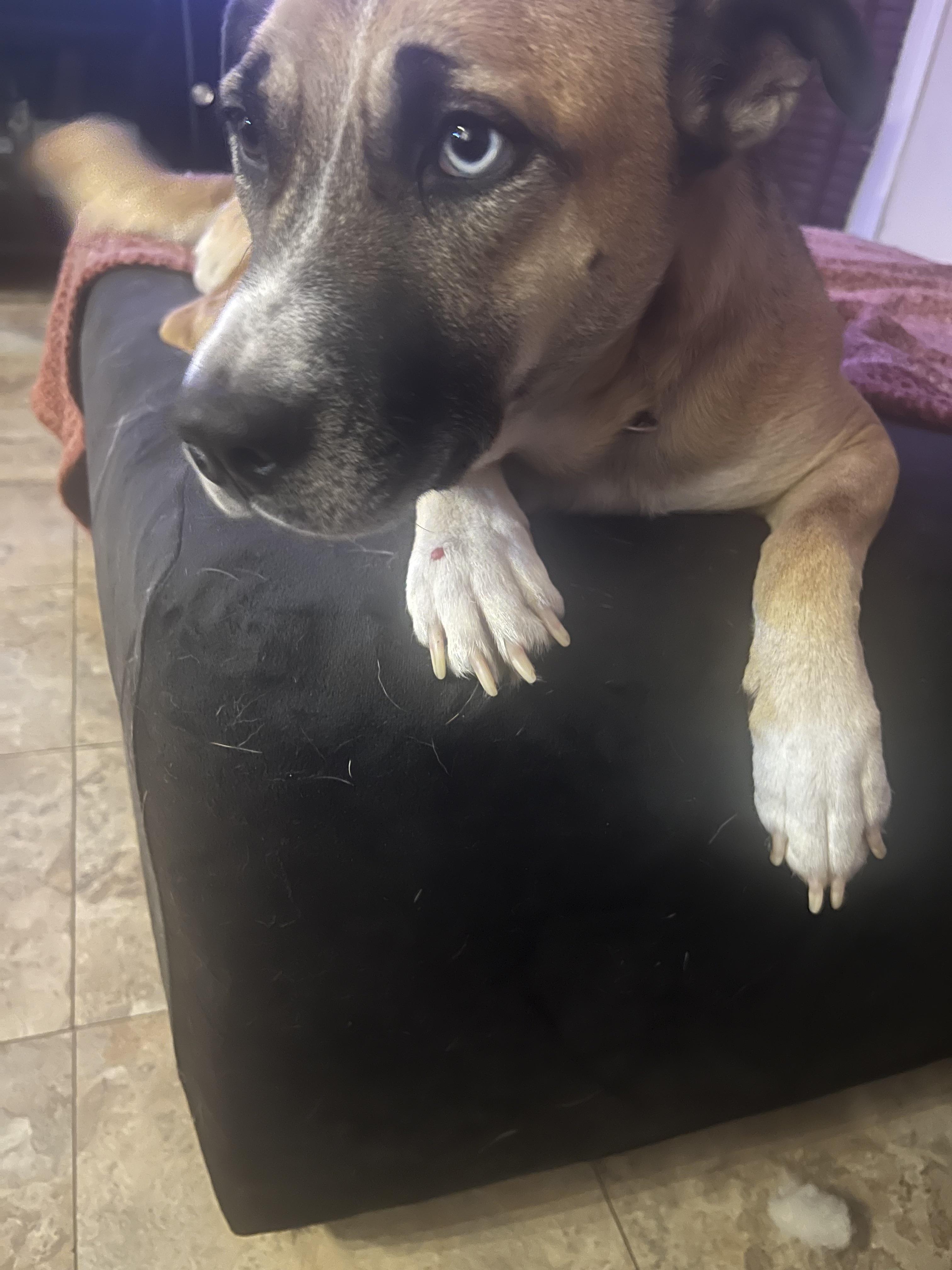 What is this spot on my dogs paw? | Scrolller