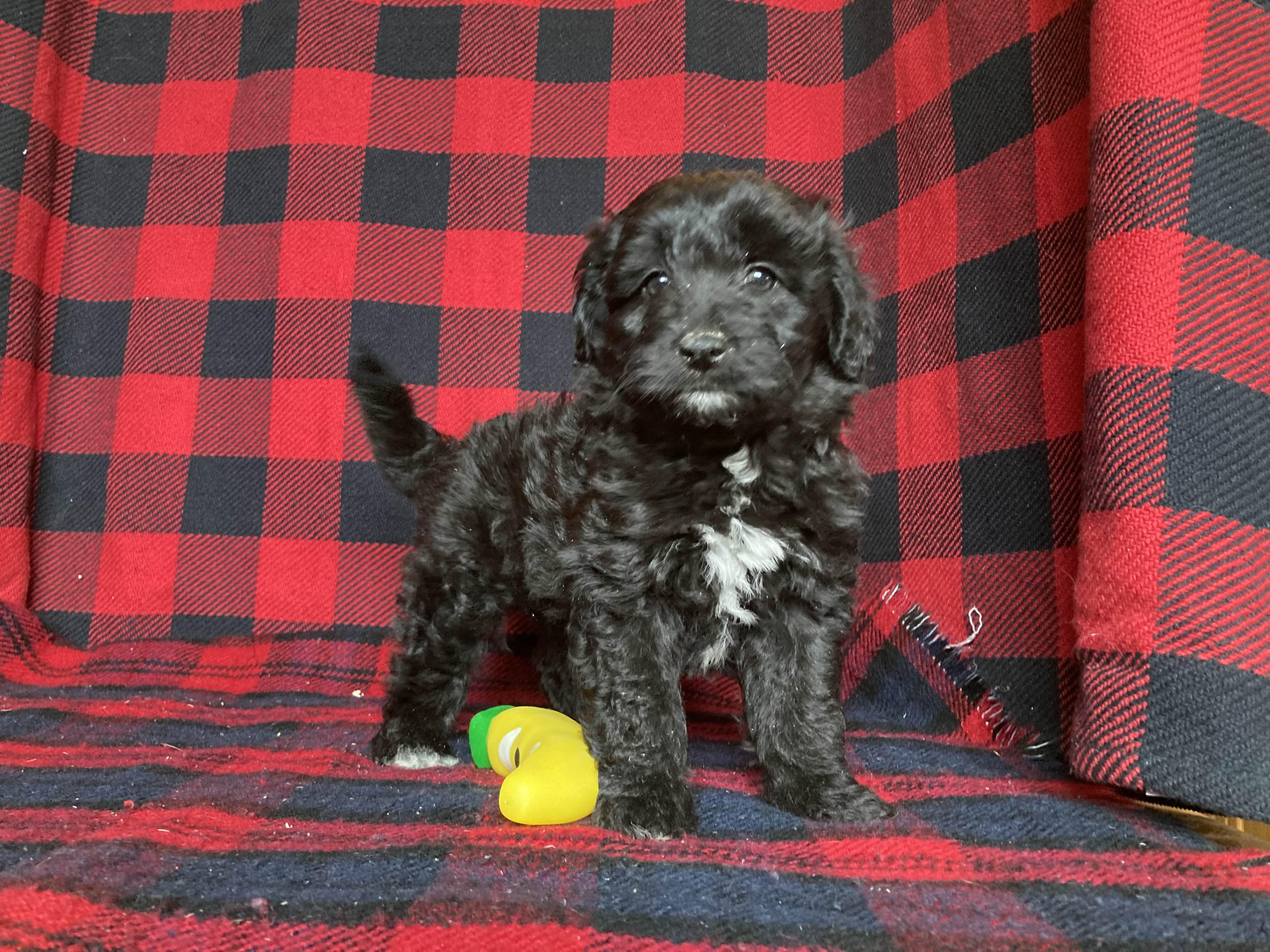 Discover more like Aww: Meet Kiwi! 7 week old mini Border Doodle, we ...