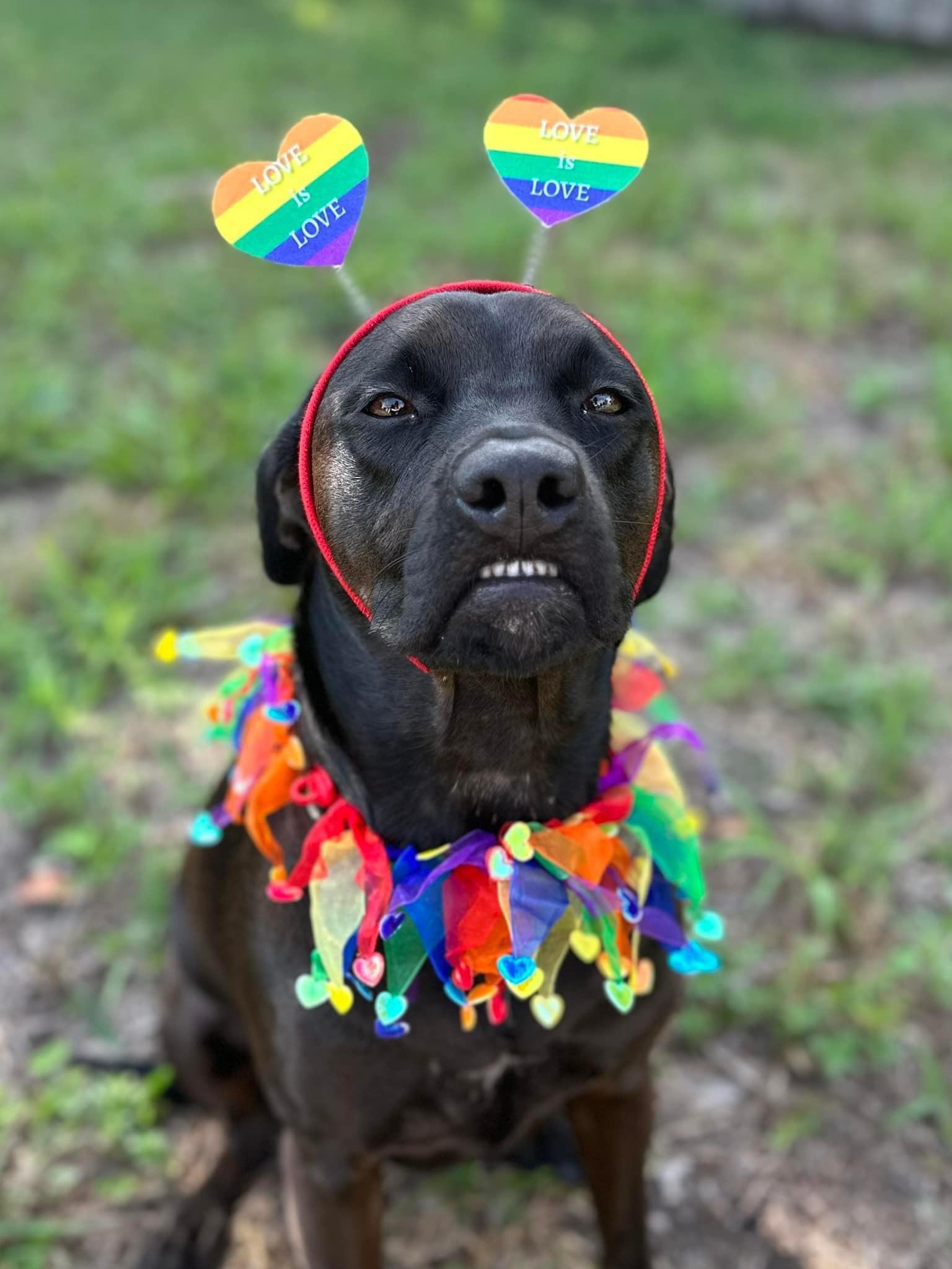 Happy Pride from Clover | Scrolller