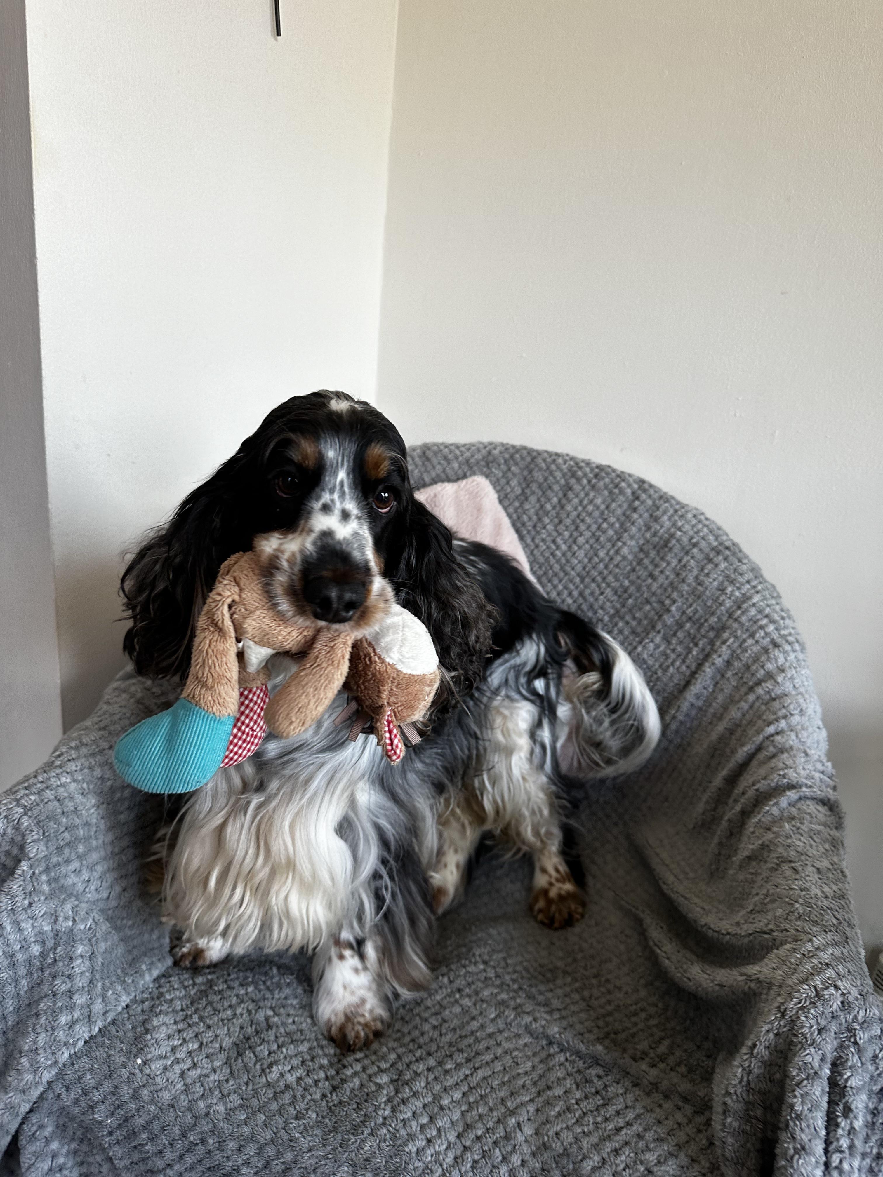 Meet Olive! 🥰 | Scrolller