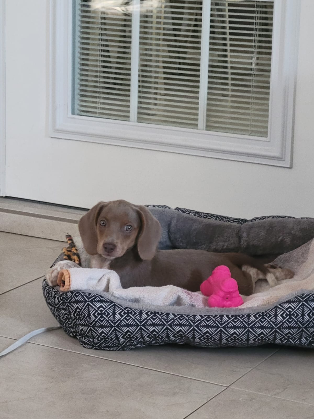 Welcoming 3 months old Luna to the family. 💖 | Scrolller