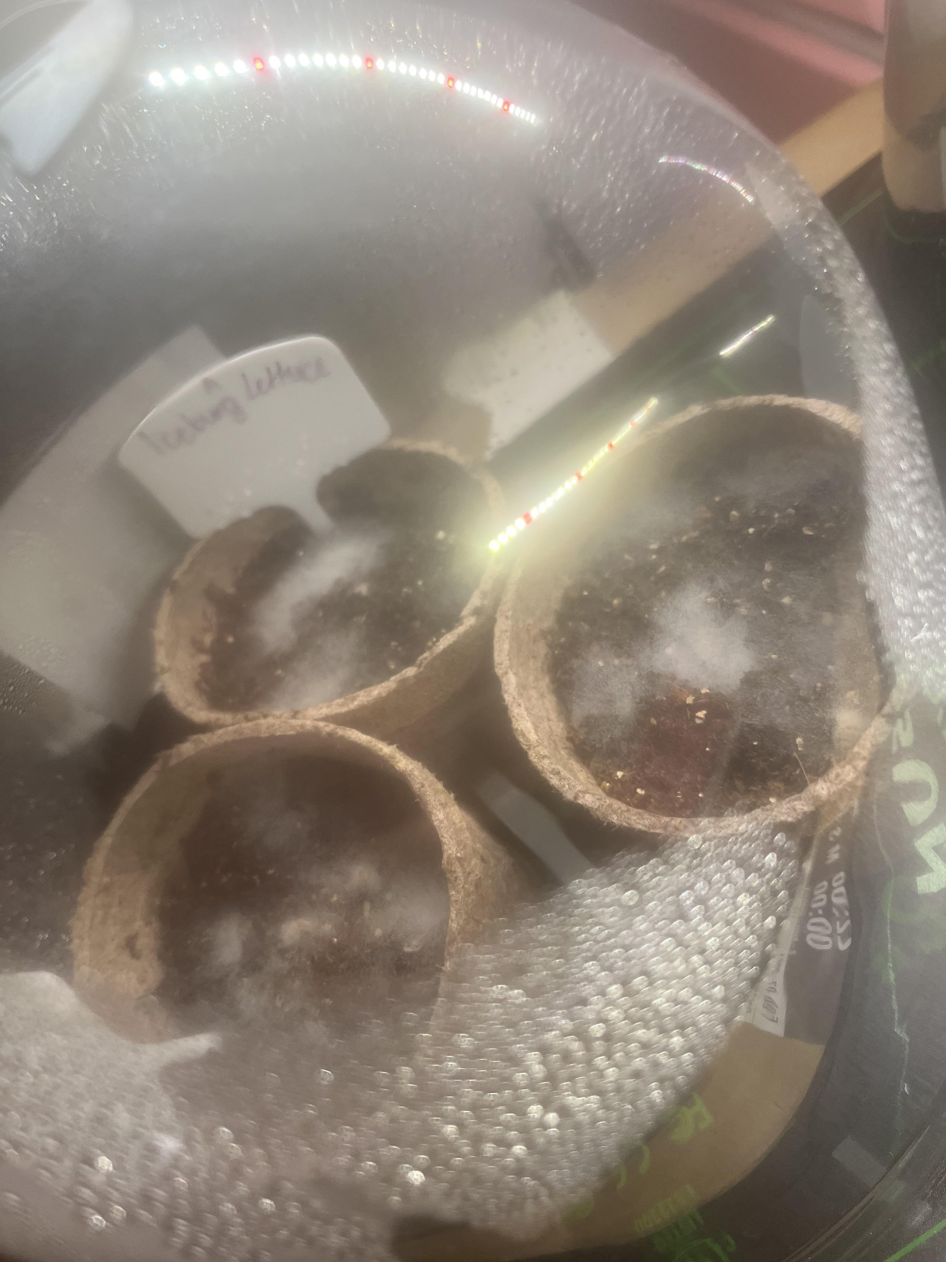 Moldy Seedlings | Scrolller