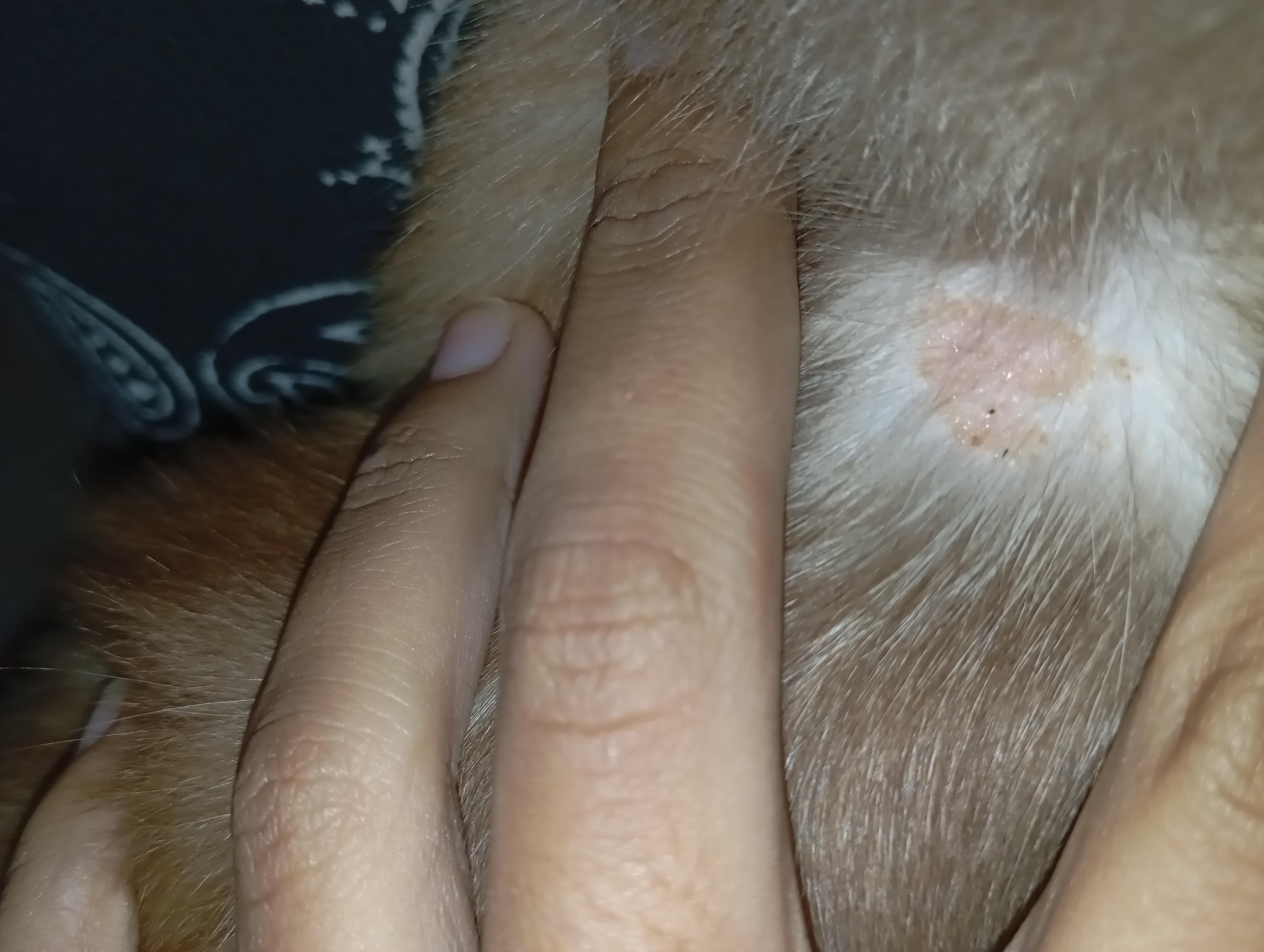 Bald spots | Scrolller