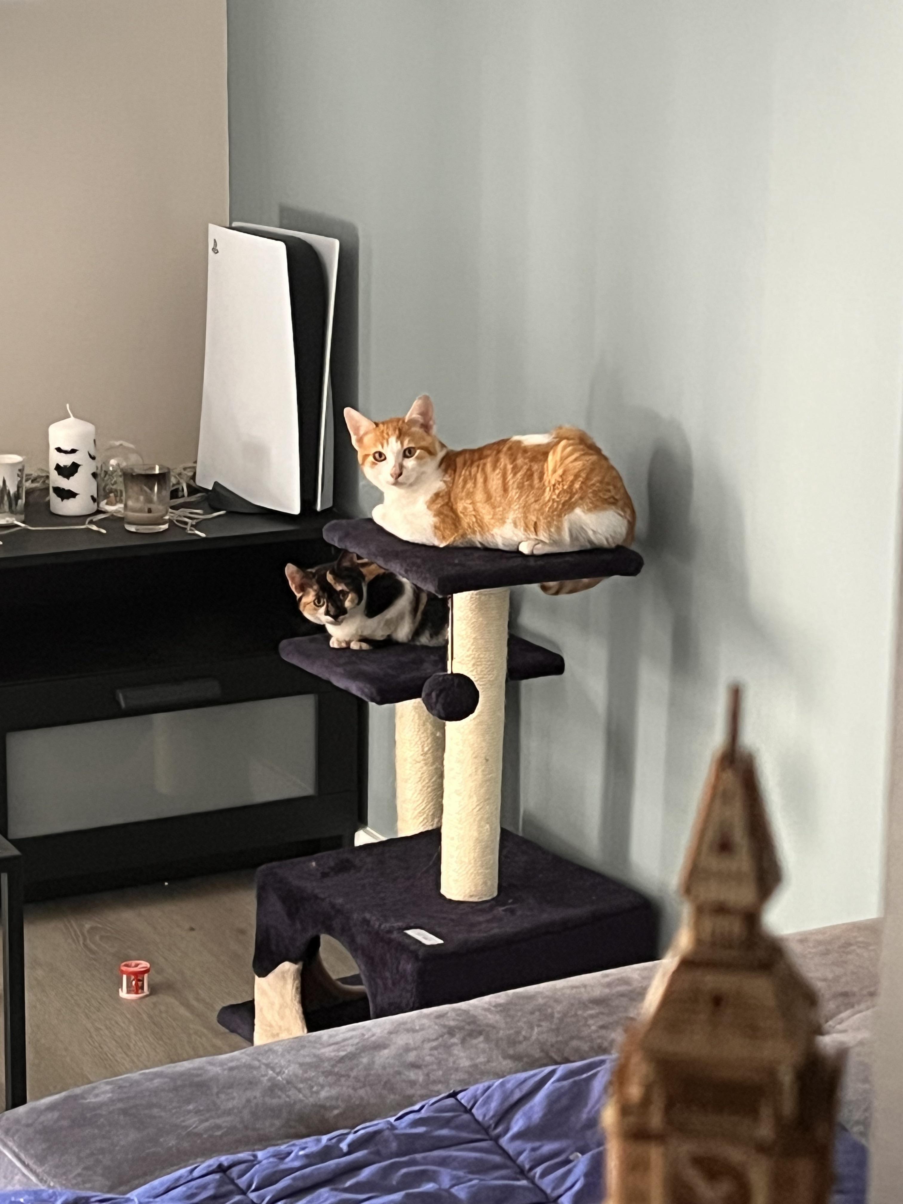 The little rascals🧡🖤 | Scrolller