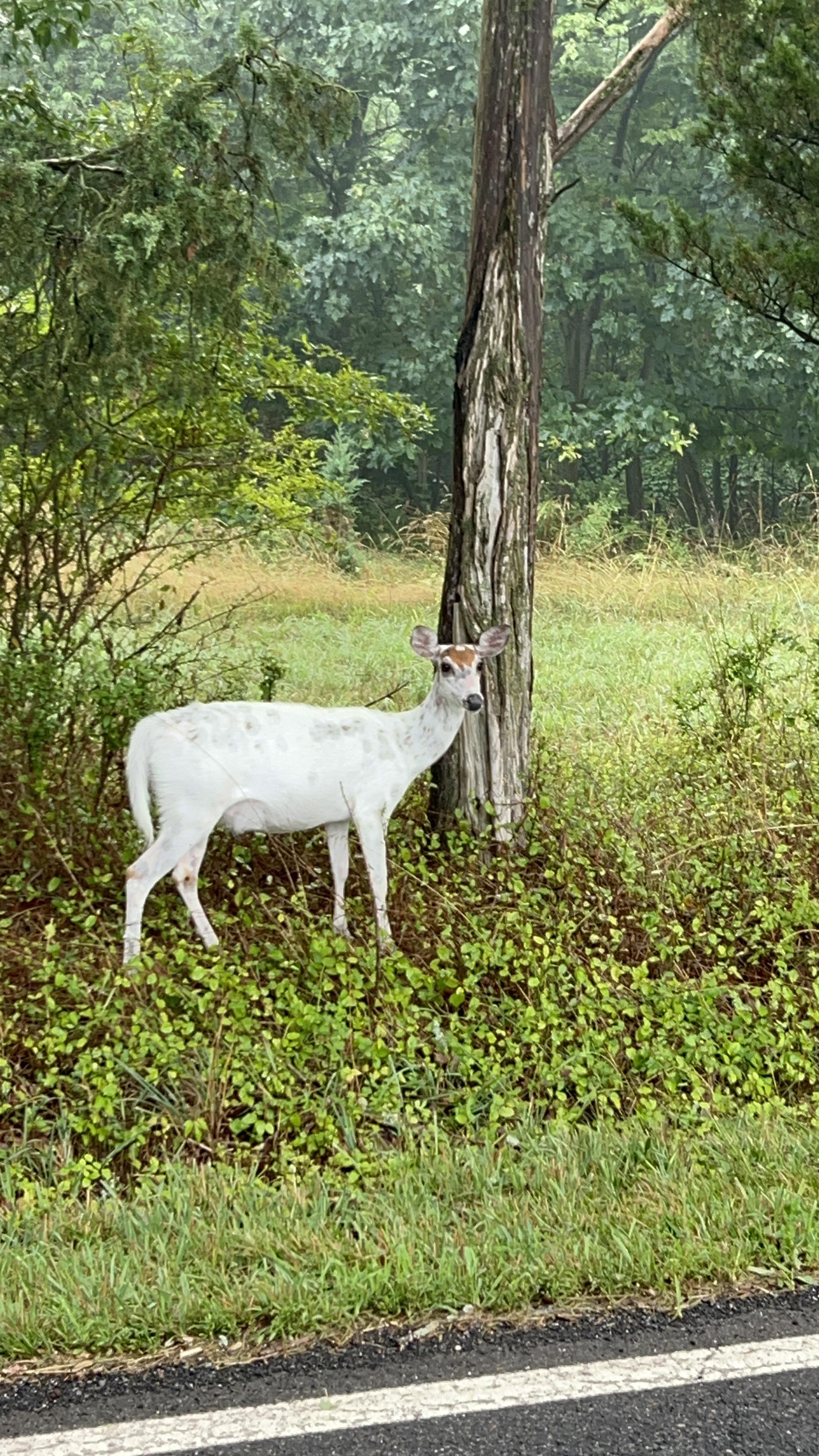 Piebald Deer | Scrolller