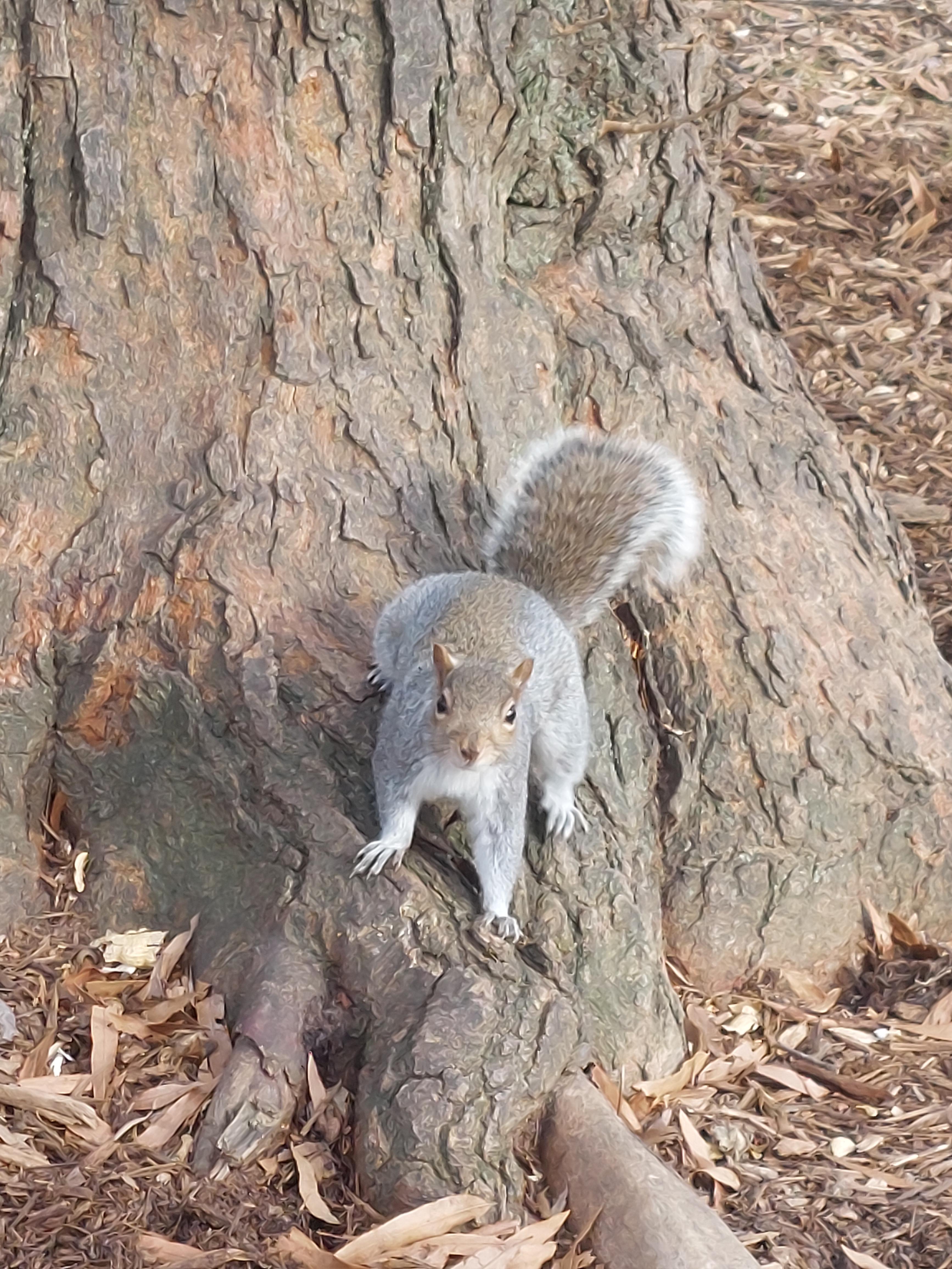 1st time back in Virginia and I see a cute DMV squirrel flexing | Scrolller