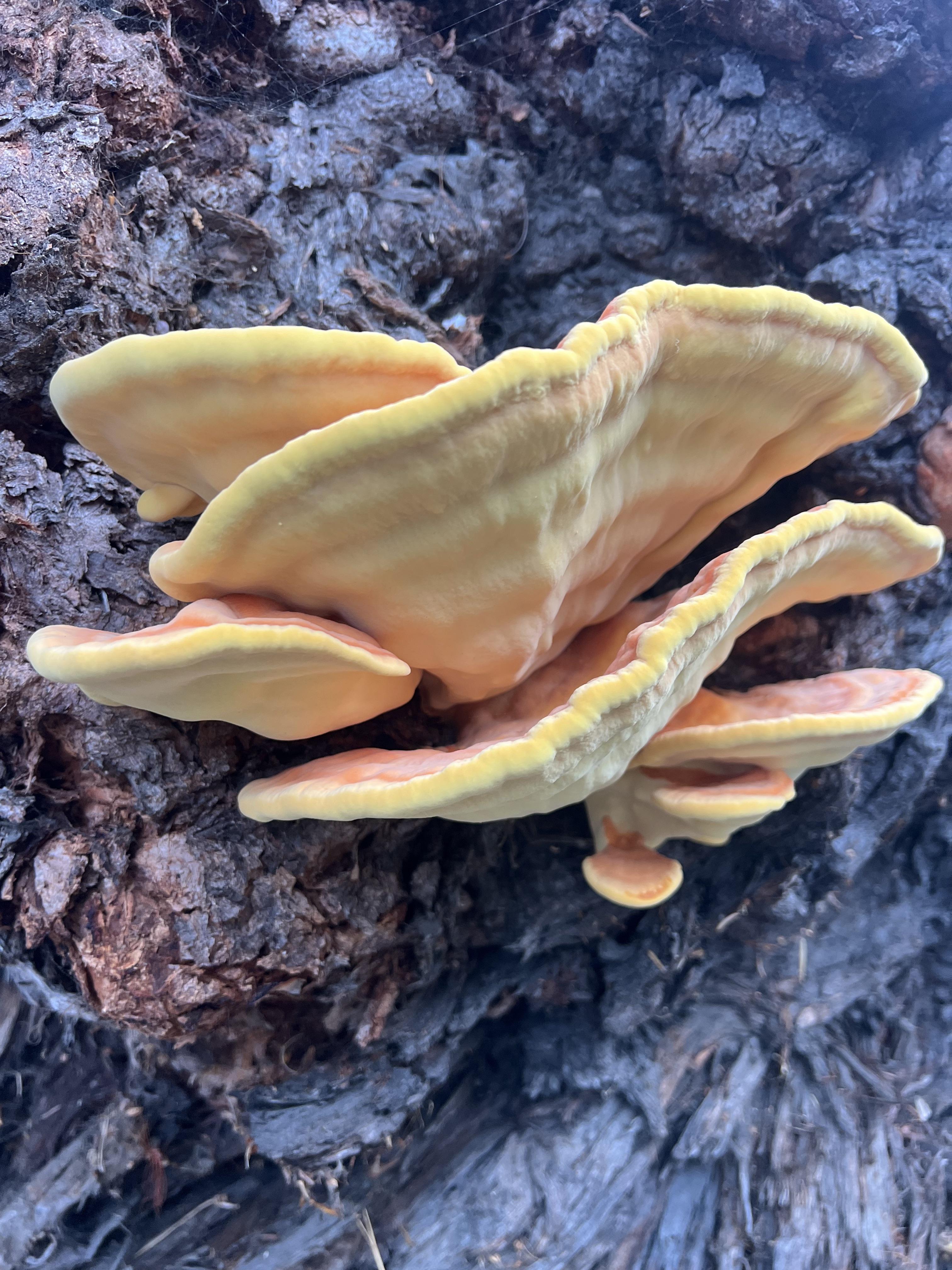 Score? (COTW) | Scrolller