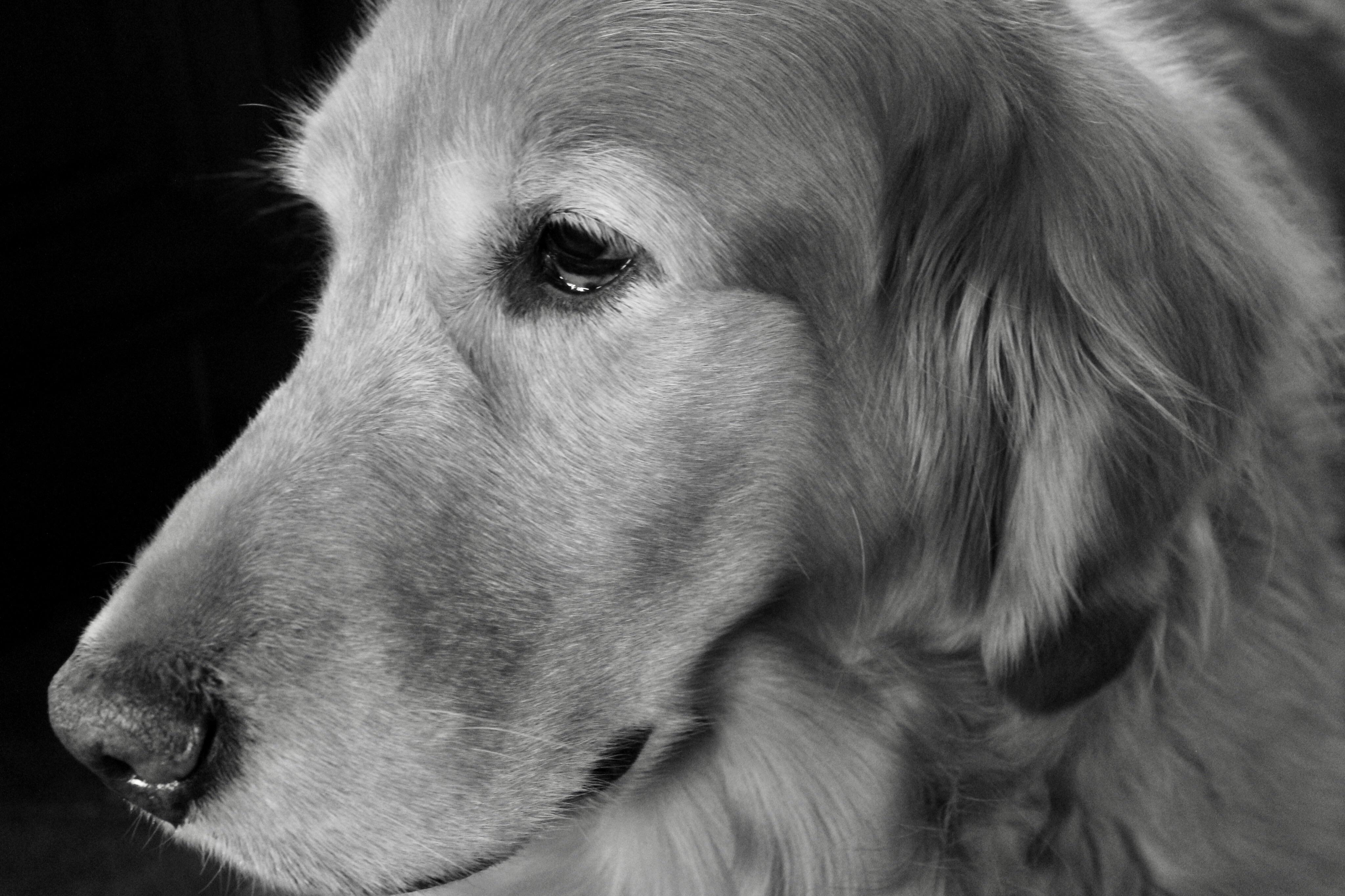 [OC] My boy Bailey | Scrolller