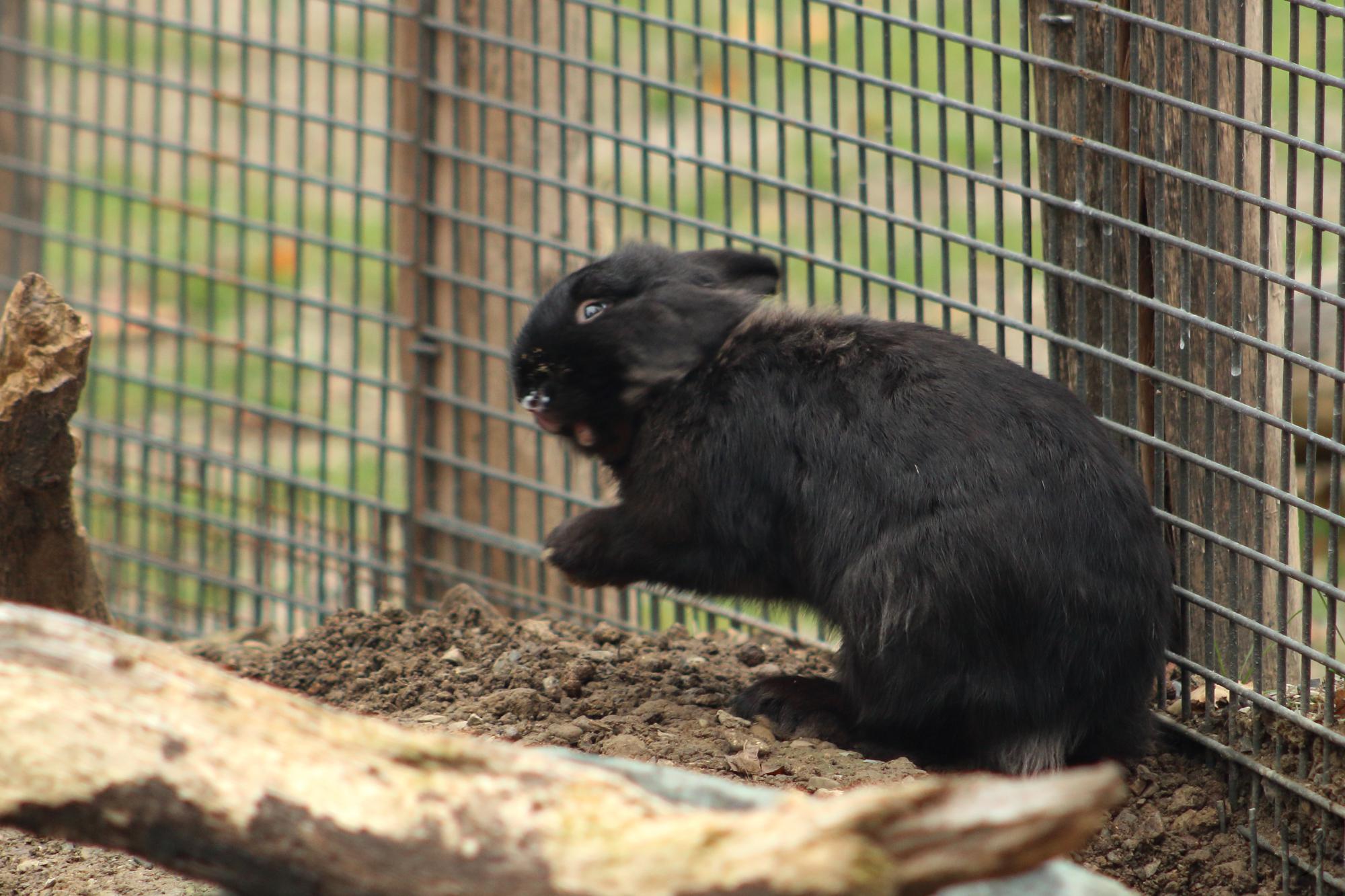Bunny from my local zoo had to sneeze. I caught him mid sneeze, thought ...
