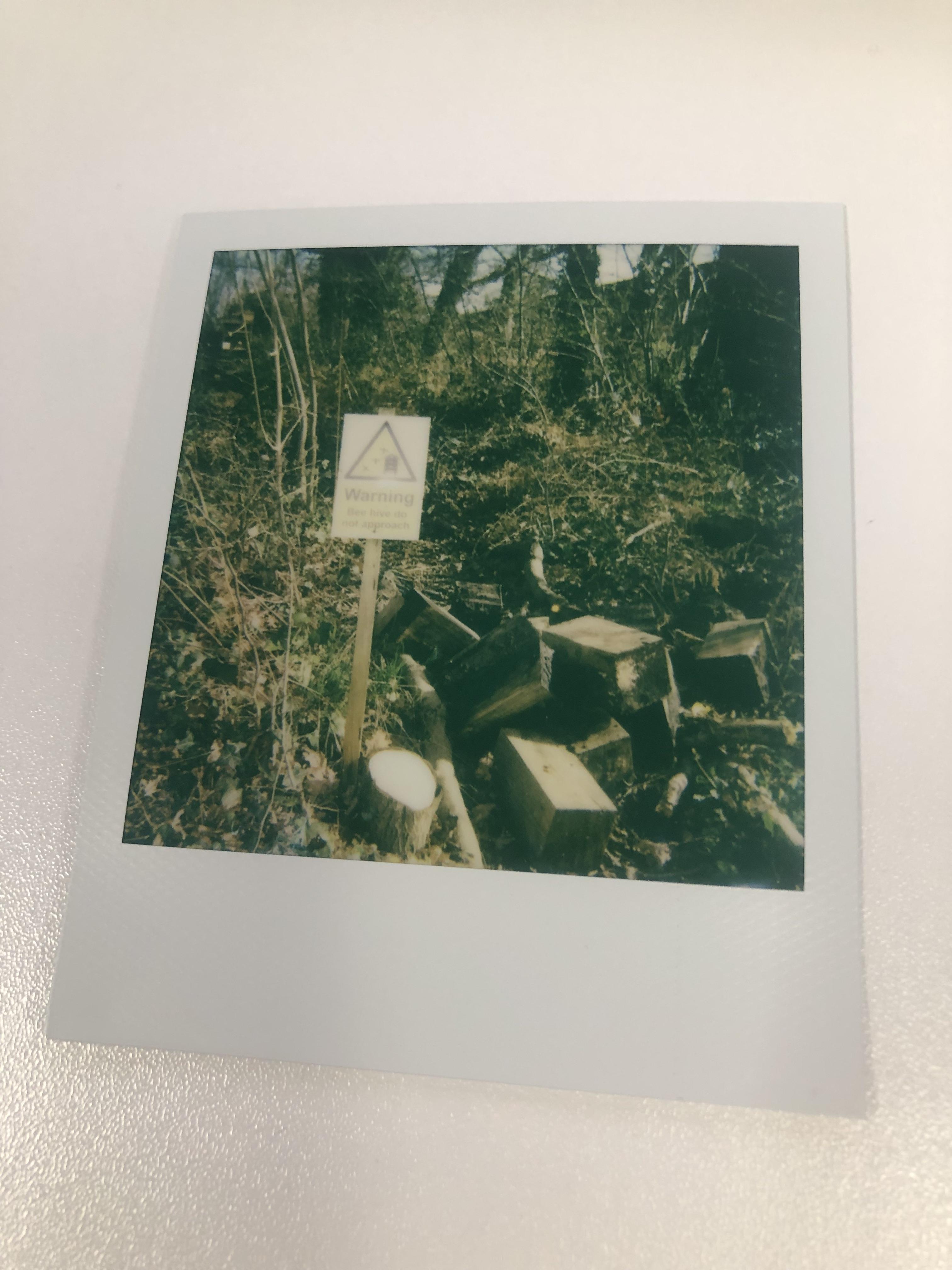 Some of my first shots on a 1986 Polaroid Supercolor 635 | Scrolller