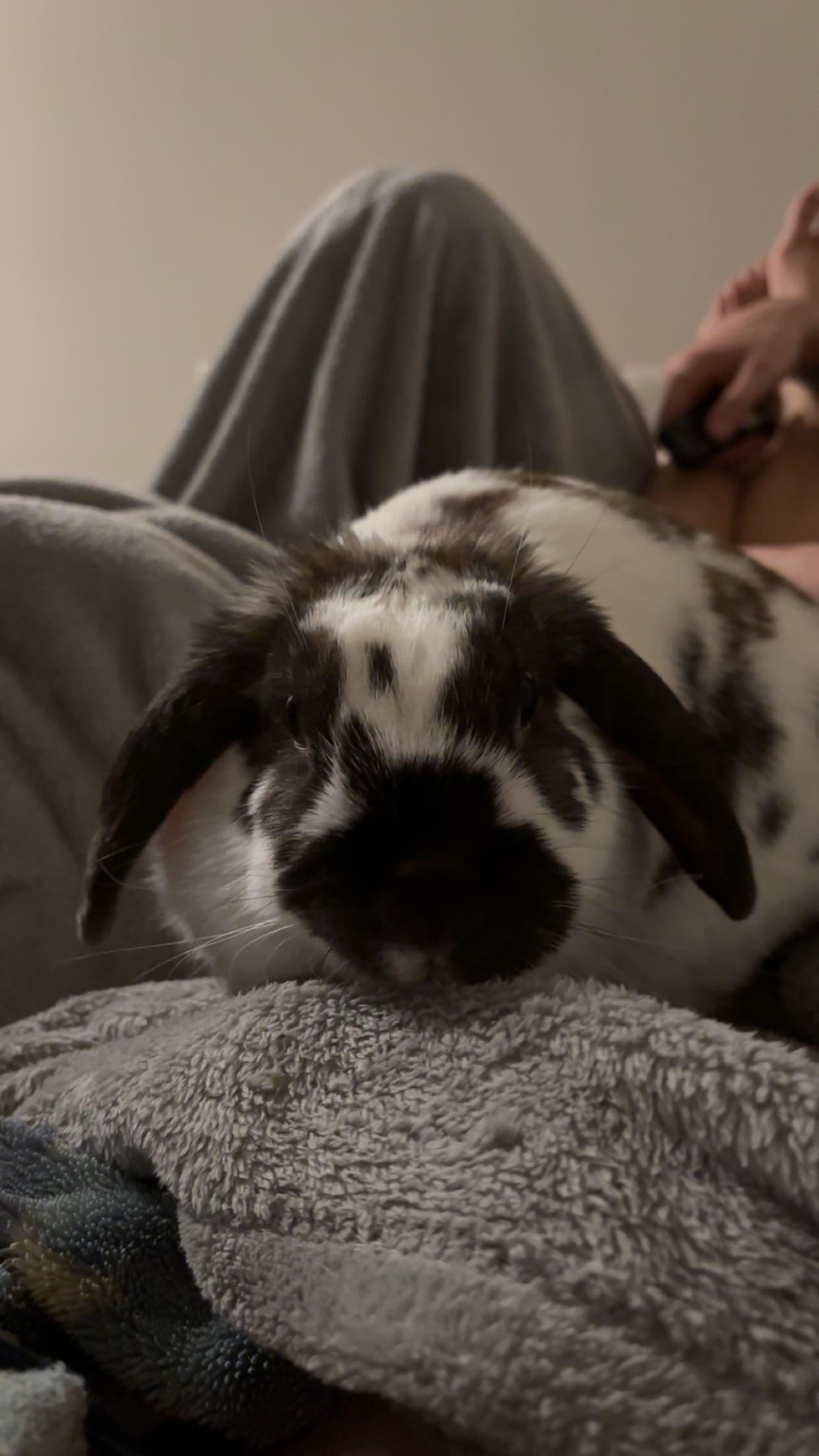 Meet my baby Thumper! | Scrolller