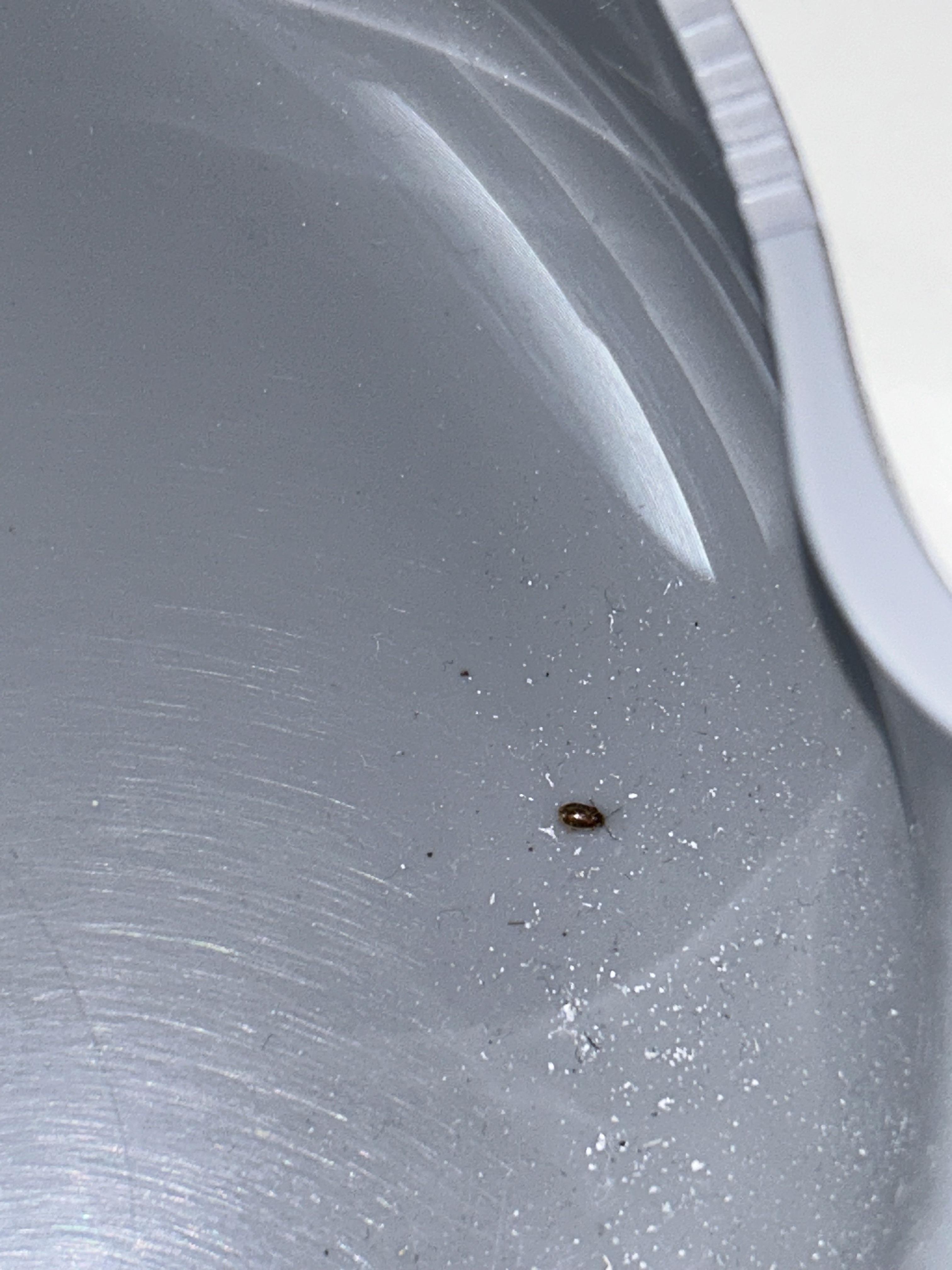 What are these bugs? | Scrolller