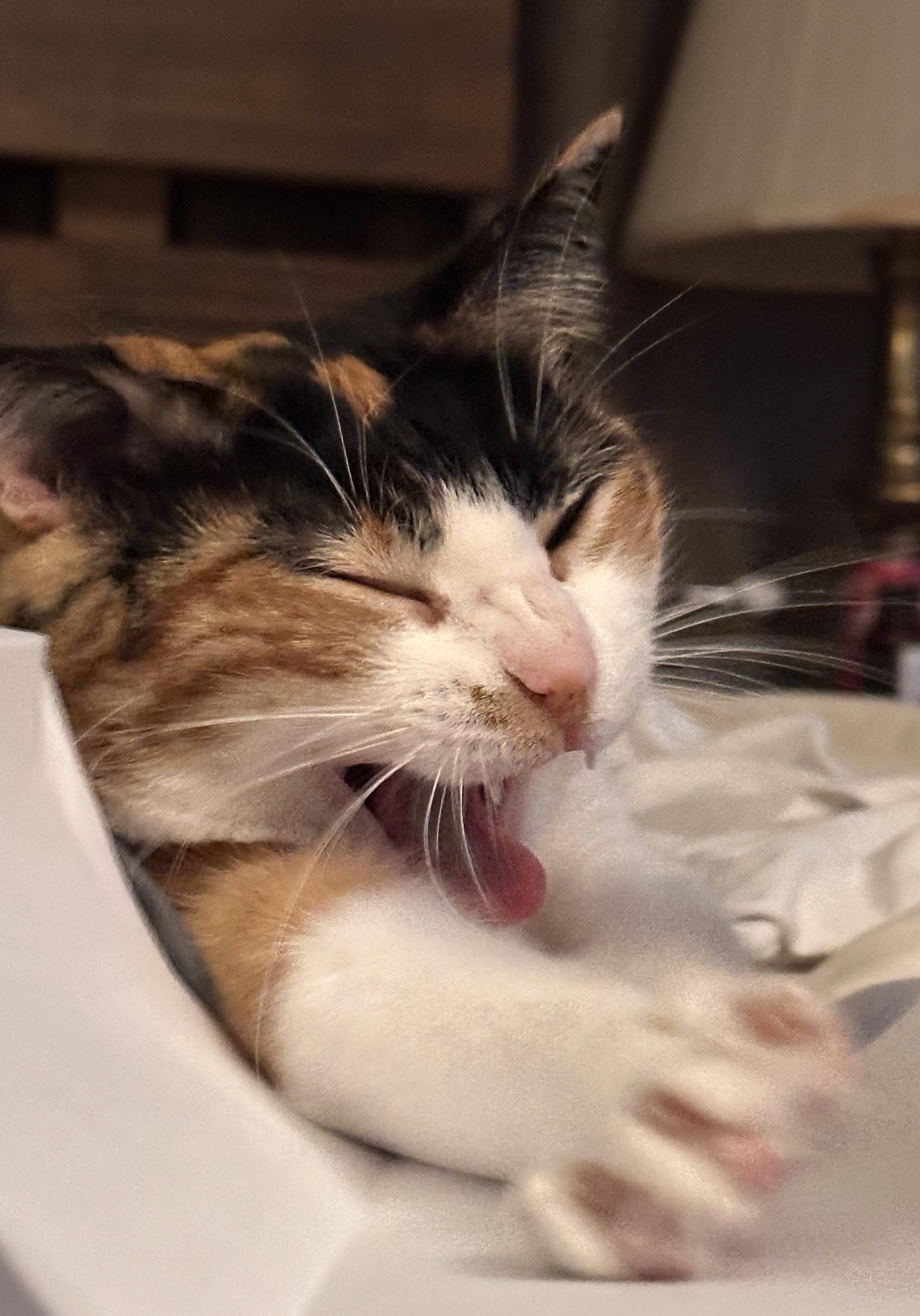 Gizmo revving for a yawn | Scrolller