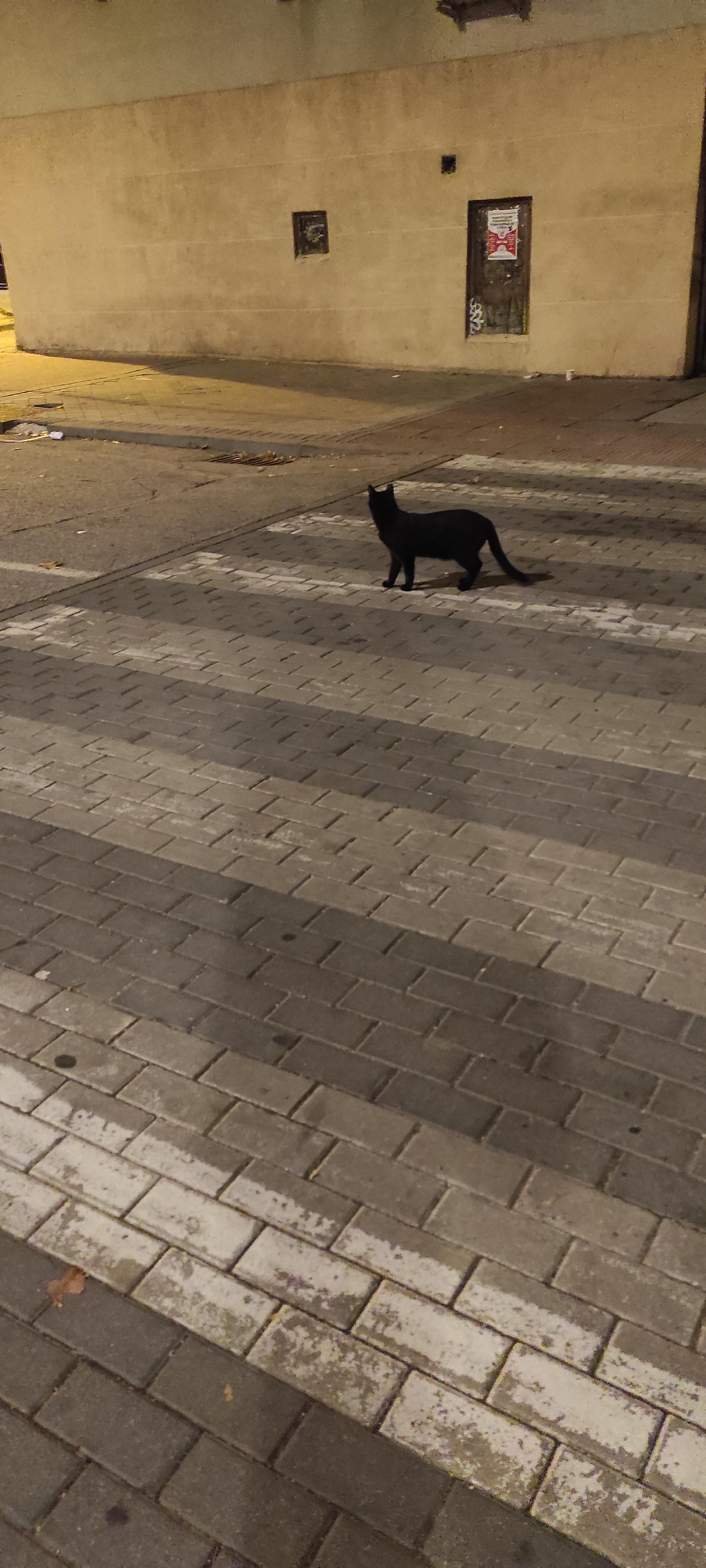 Stunning stray void that had no interest in befriending me | Scrolller