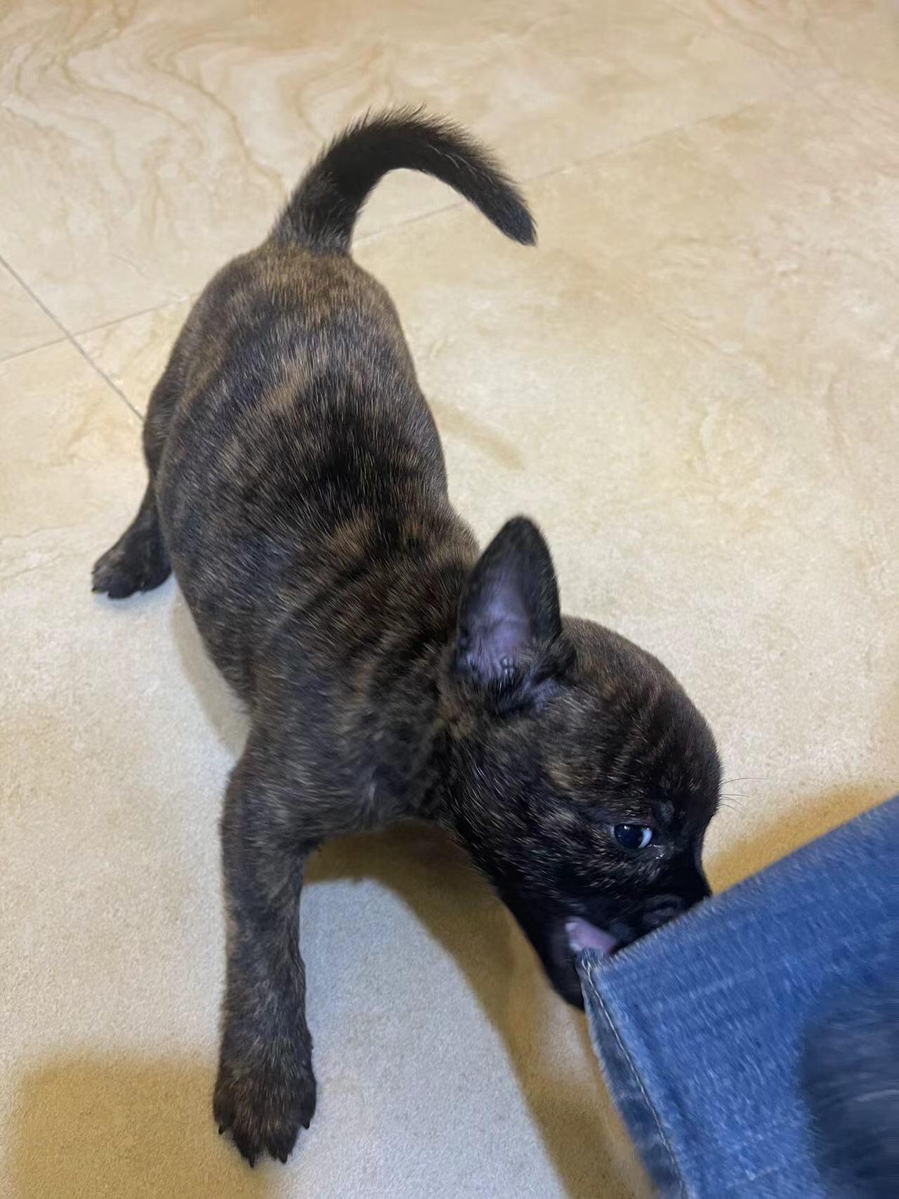 (OC) my grandpa’s new pup! | Scrolller