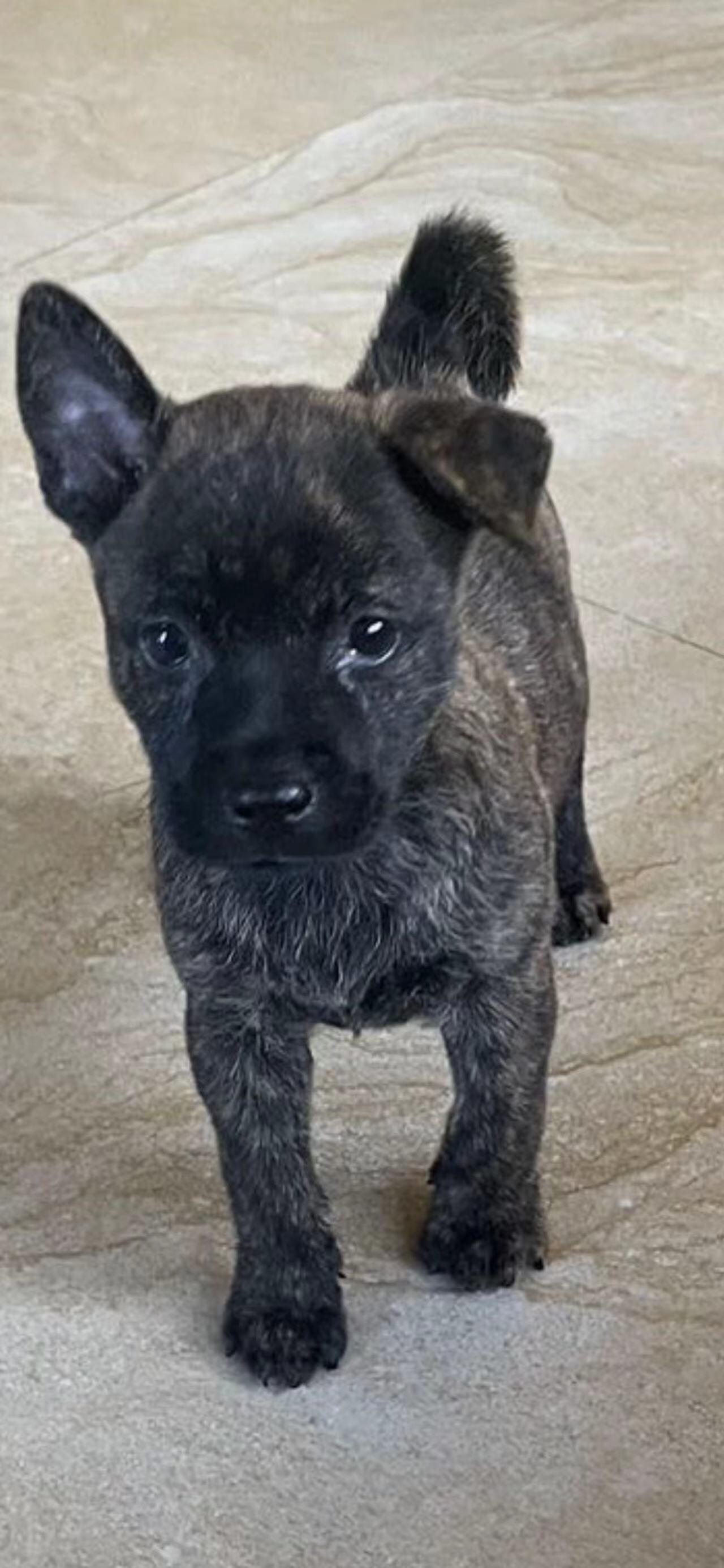 (OC) my grandpa’s new pup! | Scrolller