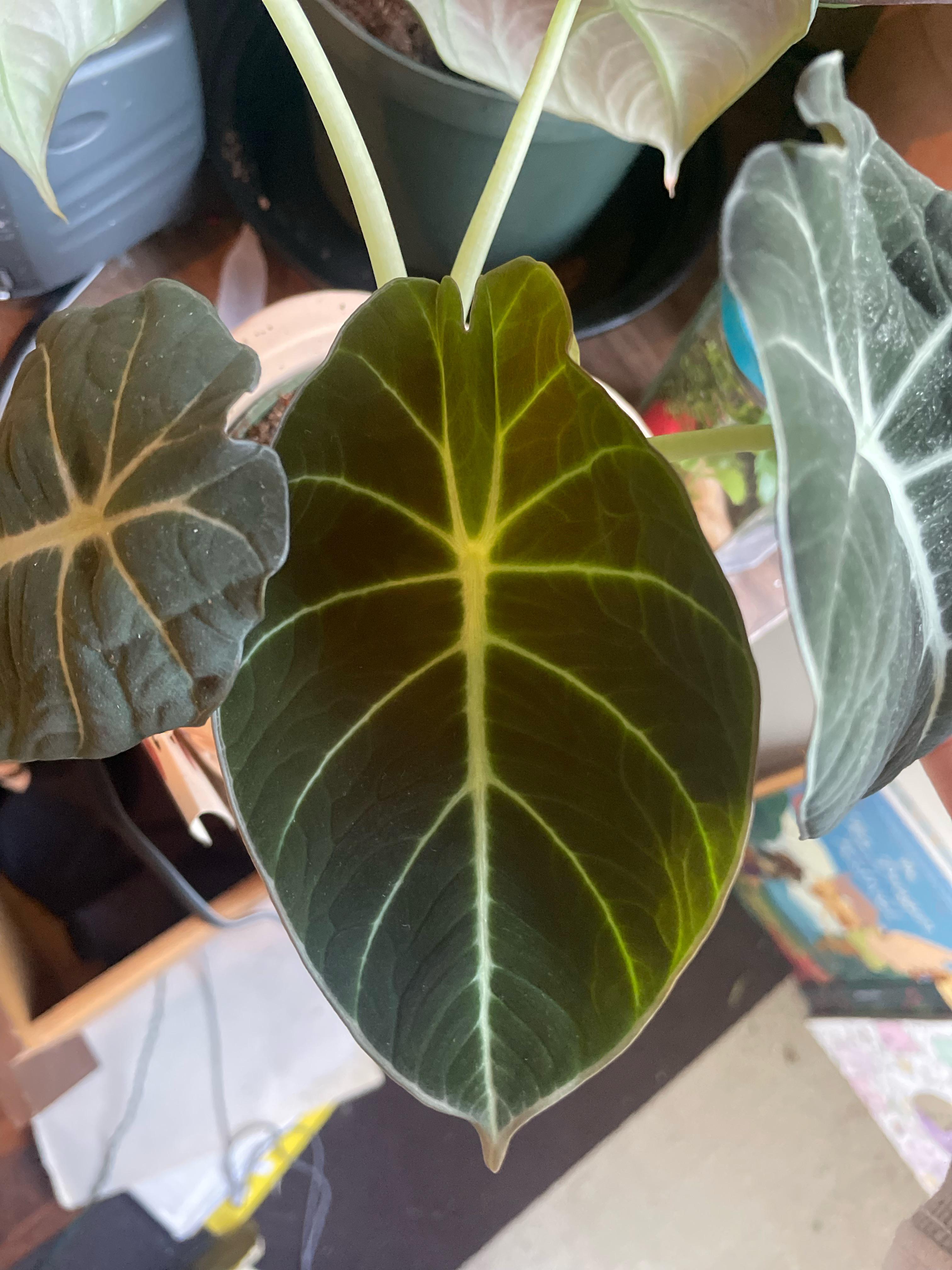 Alocasia leaf!!!! | Scrolller