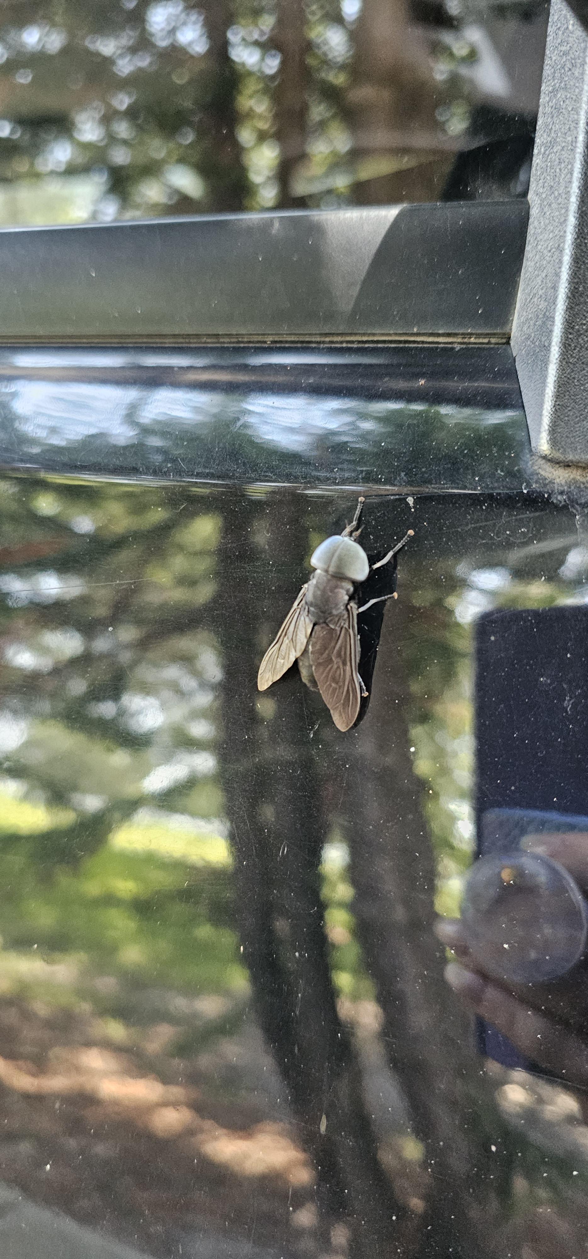 Strange “insect” | Scrolller