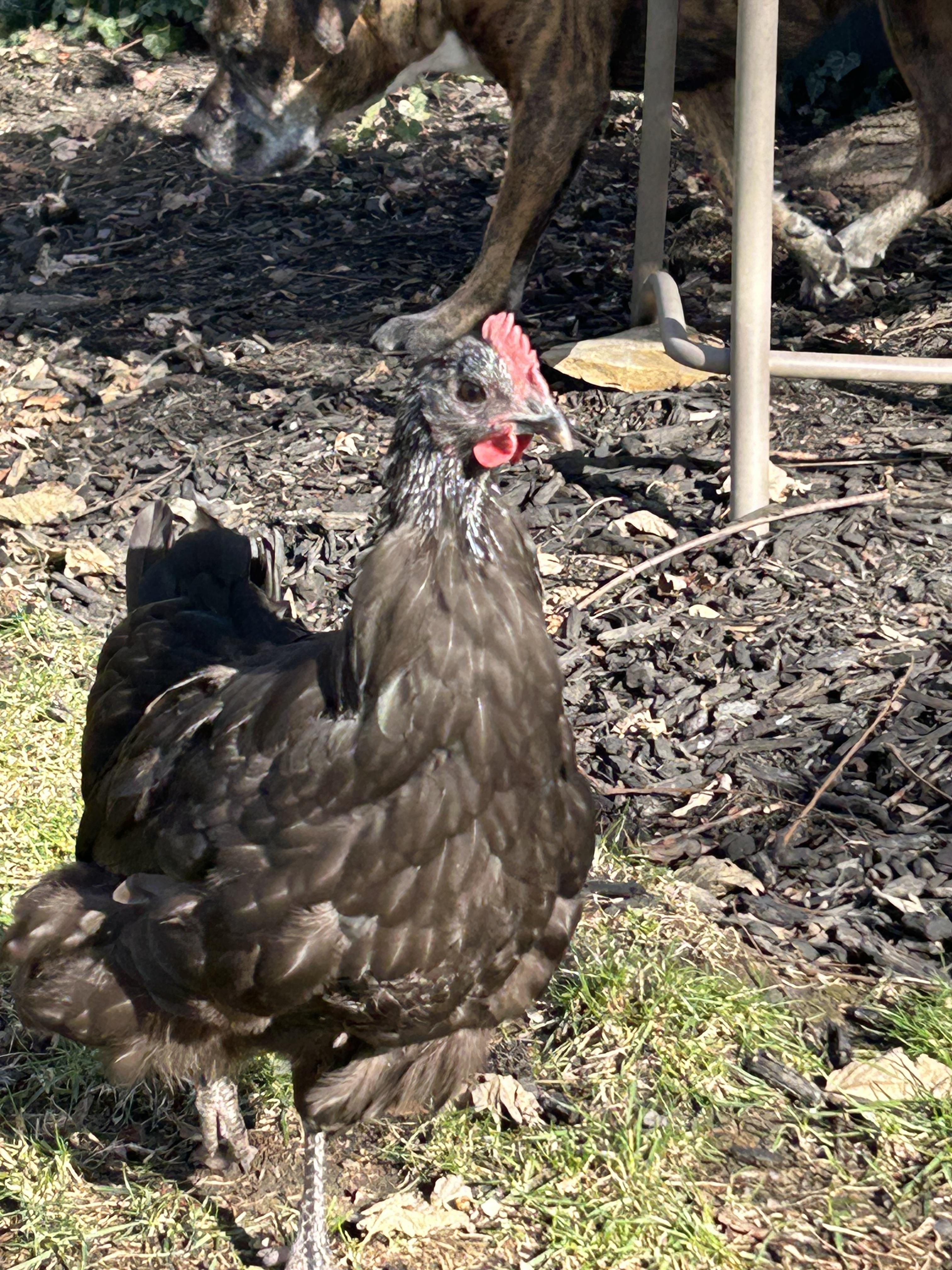 What’s going on with my chickens feathers? | Scrolller