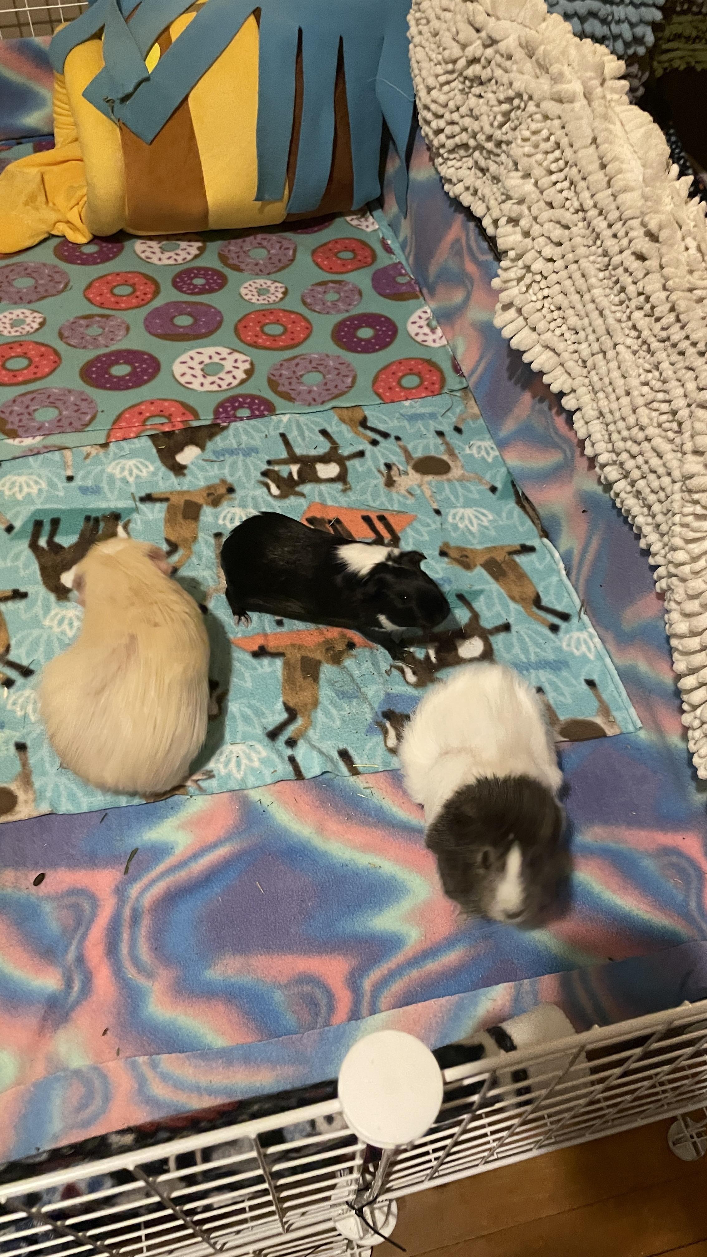 What are your piggies’ favorite veggies? | Scrolller